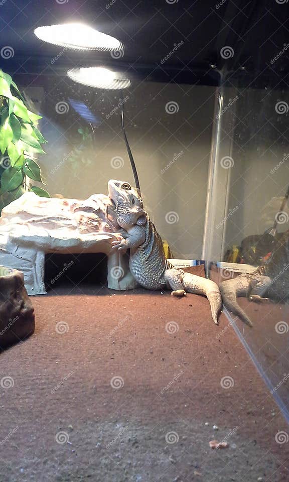 Lazy dragon stock image. Image of cute, bearded, lazy - 47627893