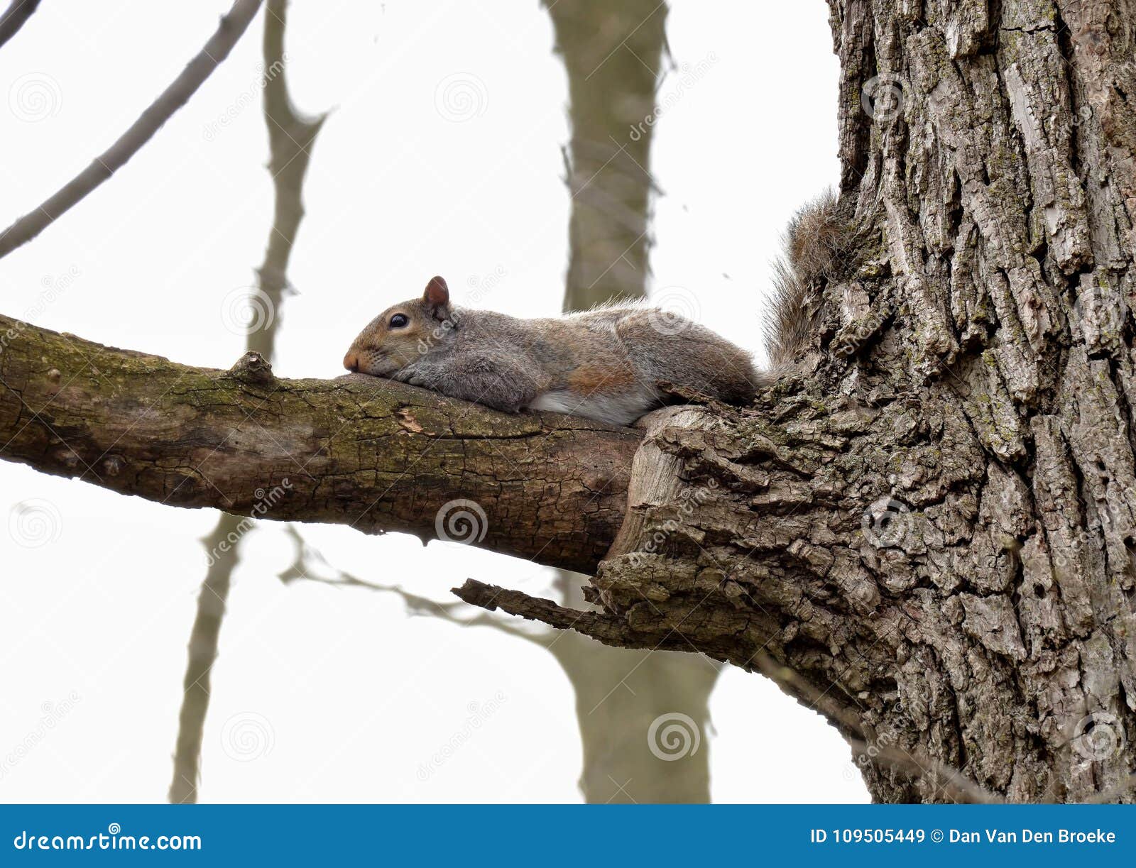 Lazy Eastern gray squirrel stock image. Image of grey - 109505449