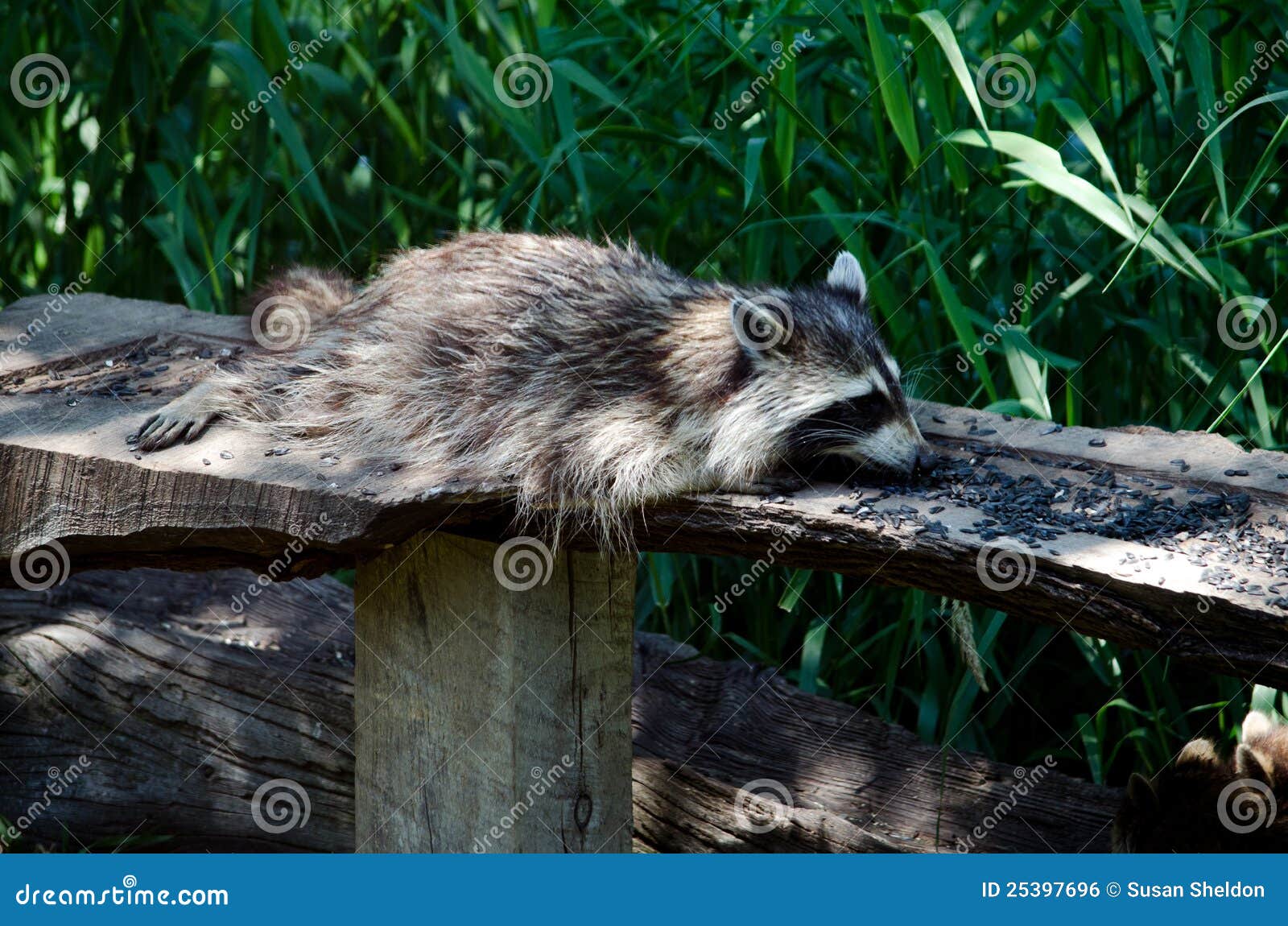 Lazy eater raccoon stock photo. Image of eating, woods - 25397696