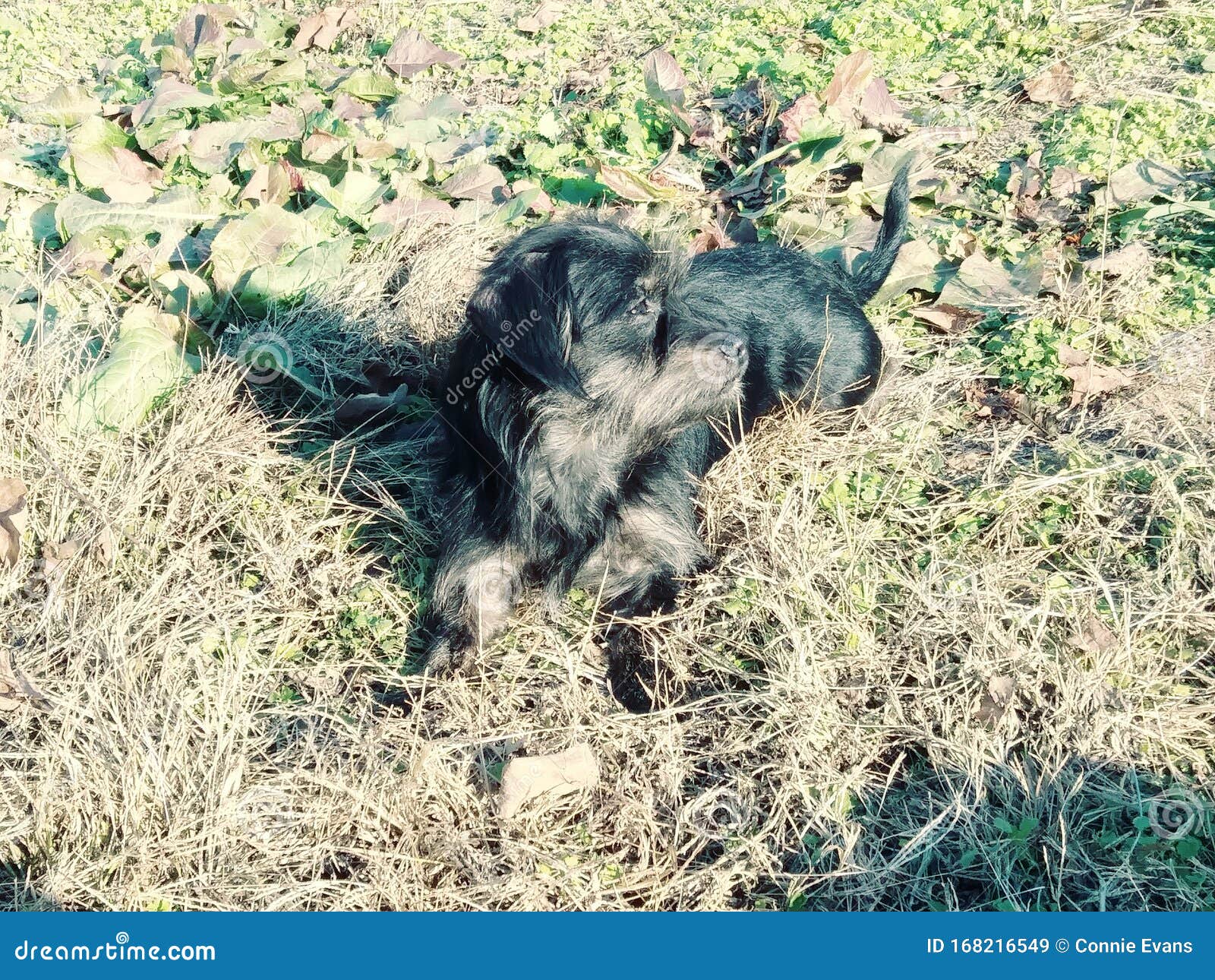 Lazy farm dog stock image. Image of lazy, canine, farm - 168216549