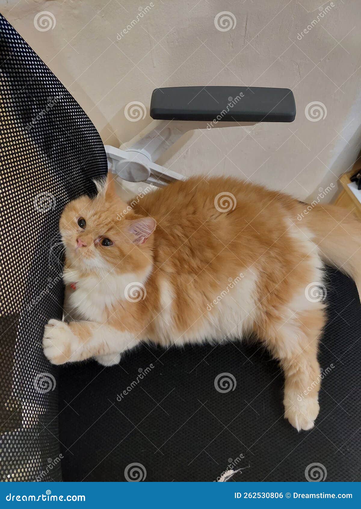 Lazy Fat Cat Sitting on a Work Chair Stock Photo - Image of sitting ...