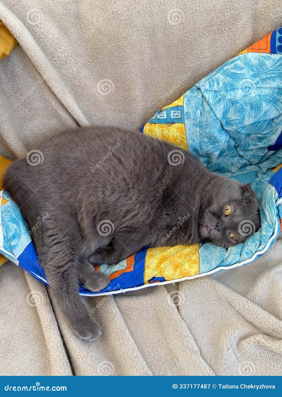 Lazy Fat Grey Cat Scottish Fold on Sofa at Home, Relaxed Pet Stock ...