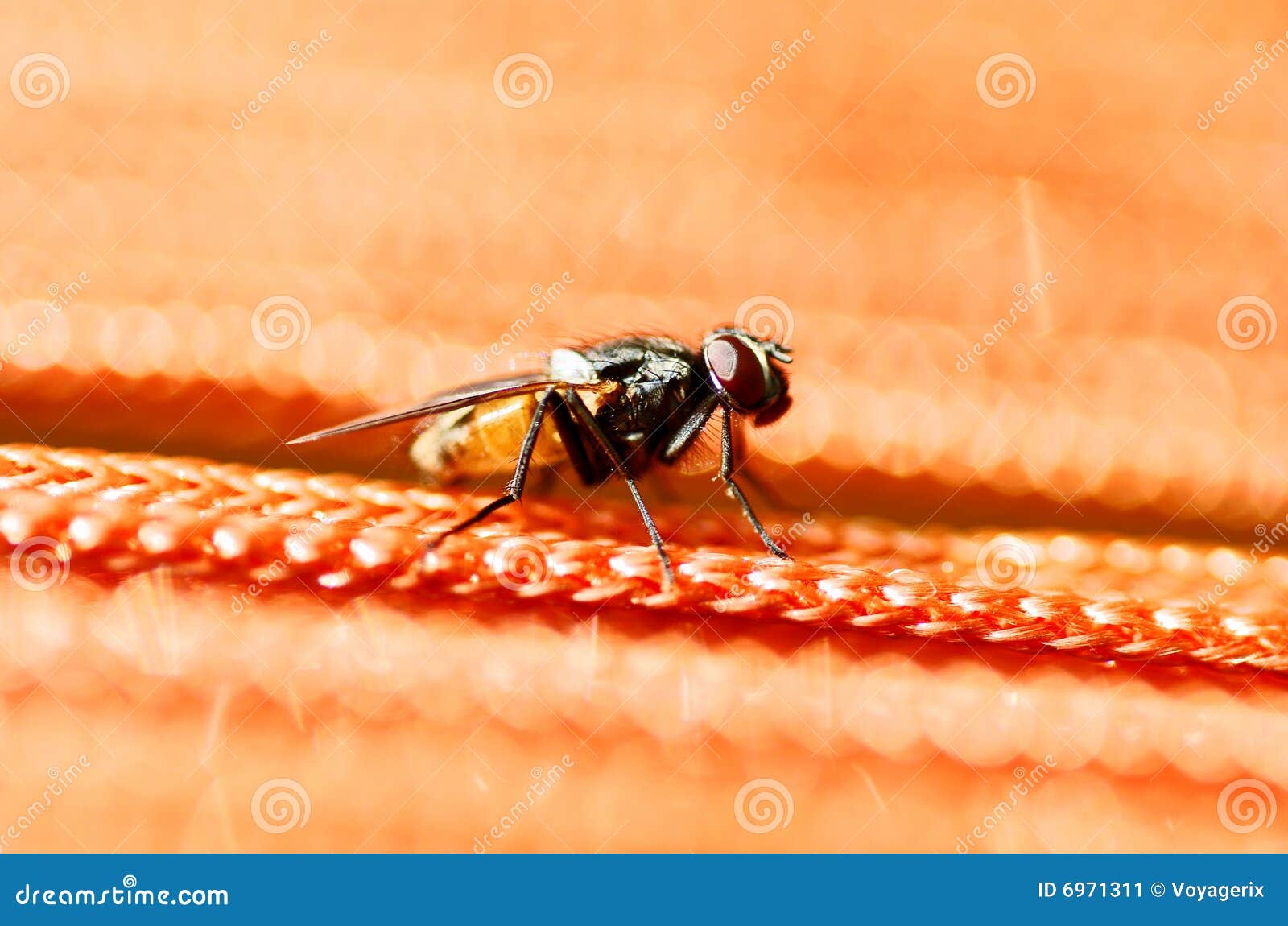 Lazy fly stock image. Image of landing, macro, legs, lazy - 6971311