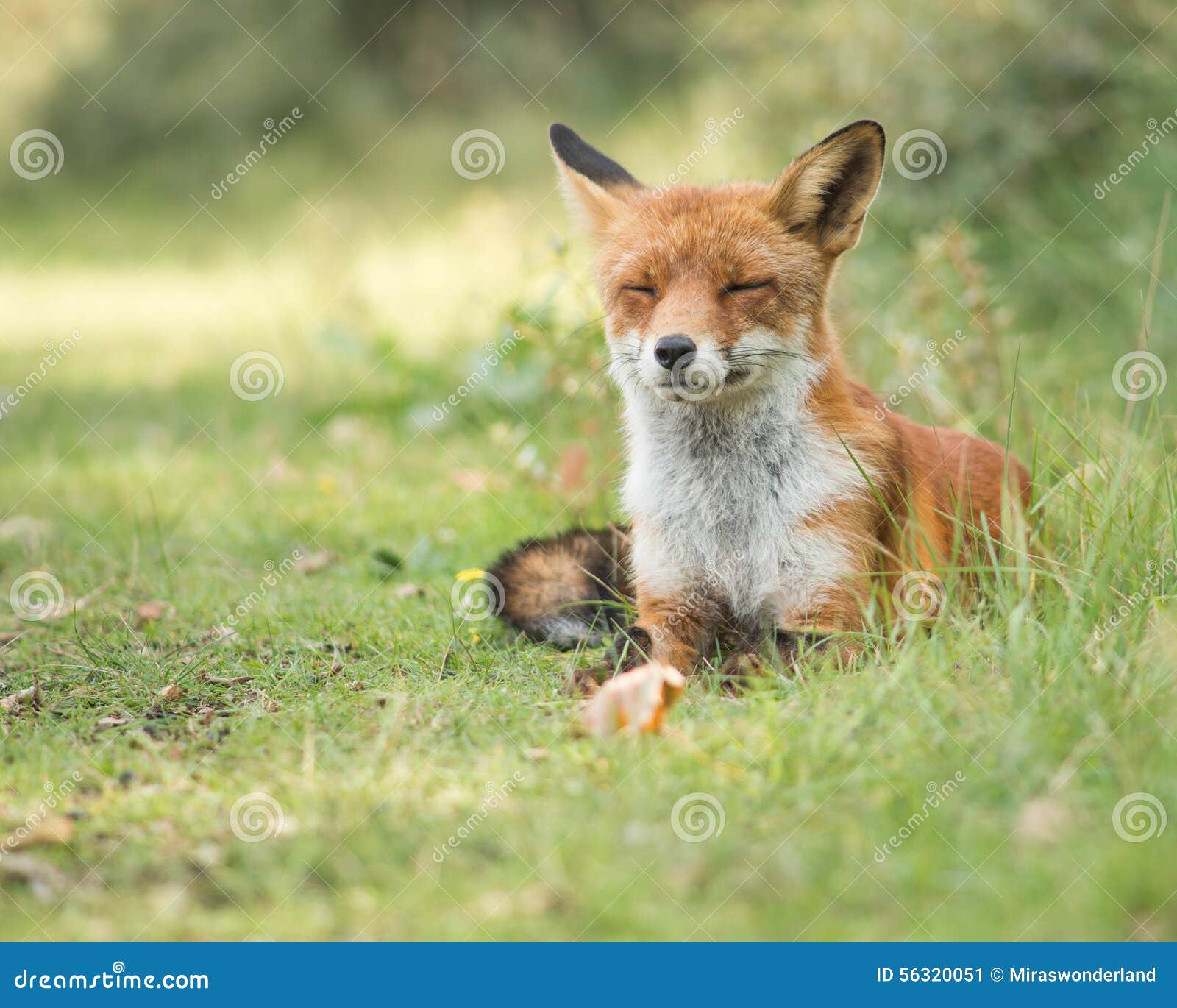 Lazy fox lying around stock image. Image of mammal, animal - 56320051
