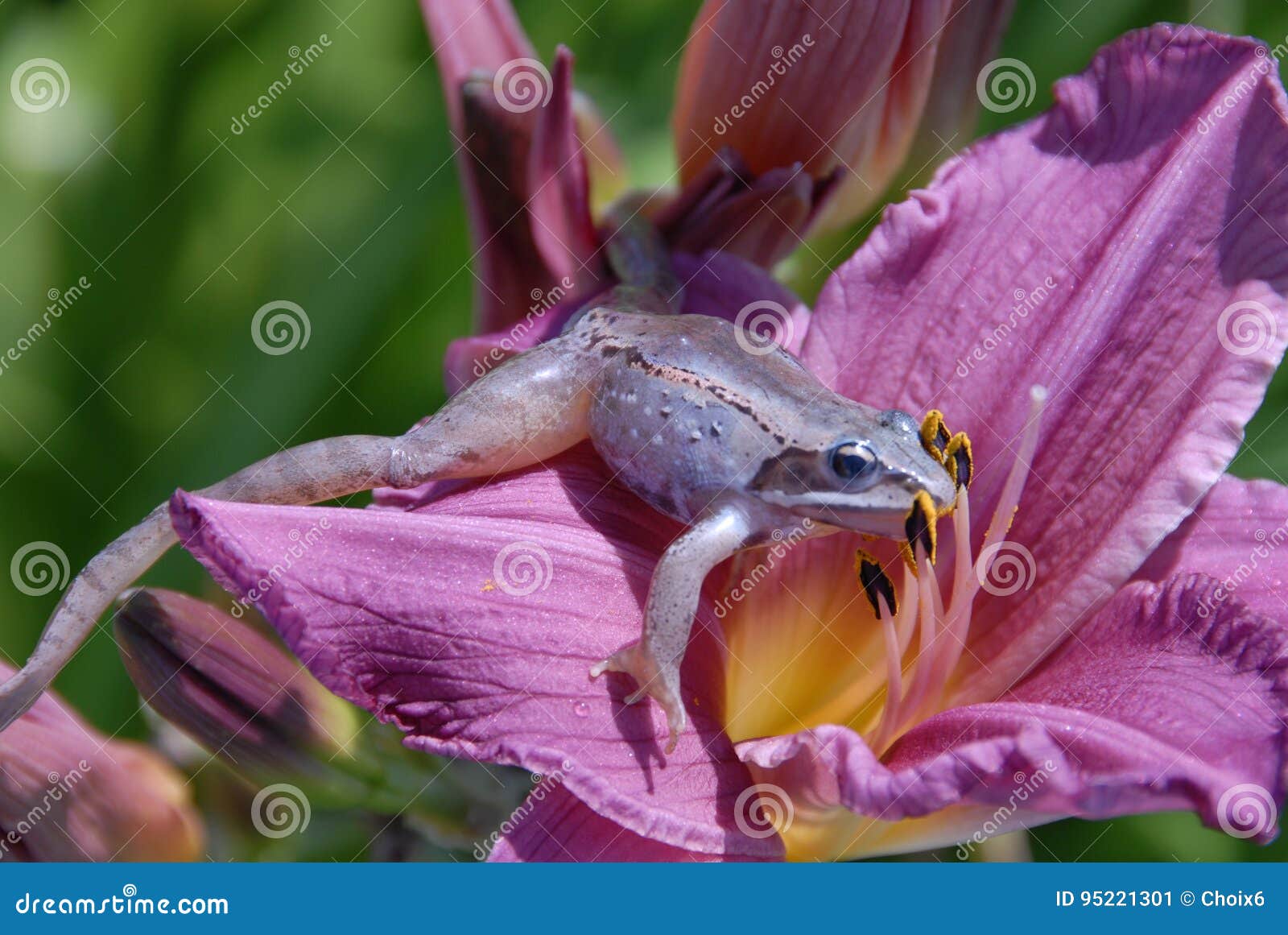 The lazy frog stock image. Image of frog, fleur, lazy - 95221301