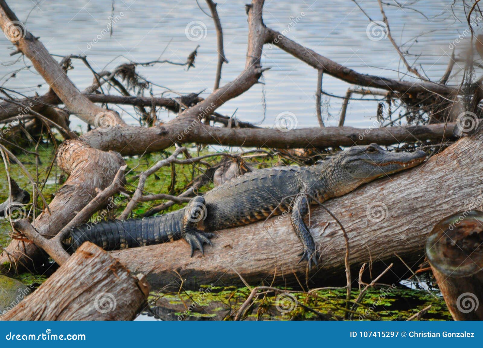 Lazy gator stock image. Image of basking, gator, alligator - 107415297