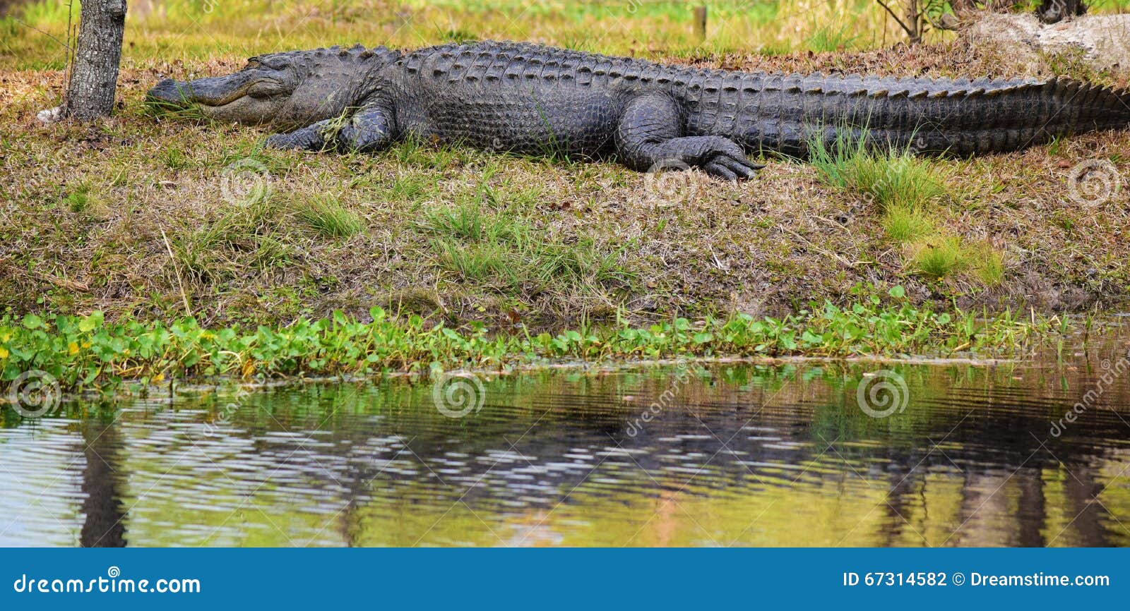 Lazy Gator Basks Next To the Swamp Stock Photo - Image of reptile ...
