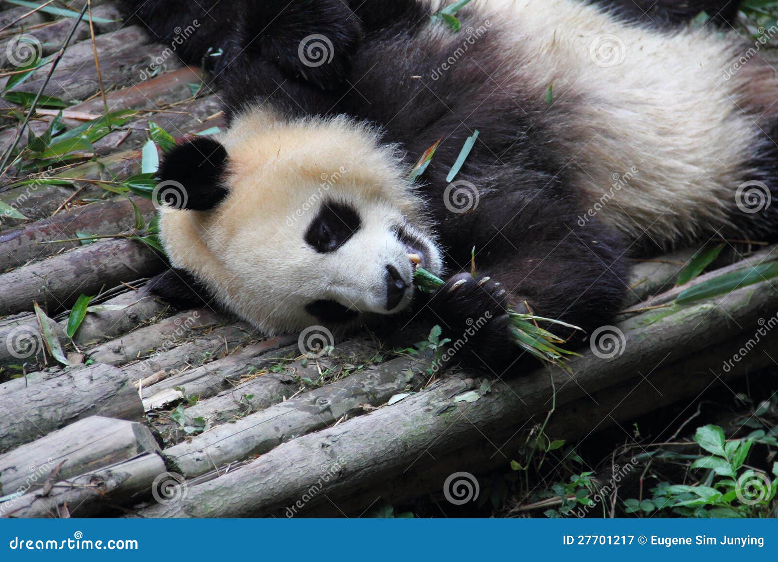 Lazy giant panda stock image. Image of sightseeing, mammal - 27701217