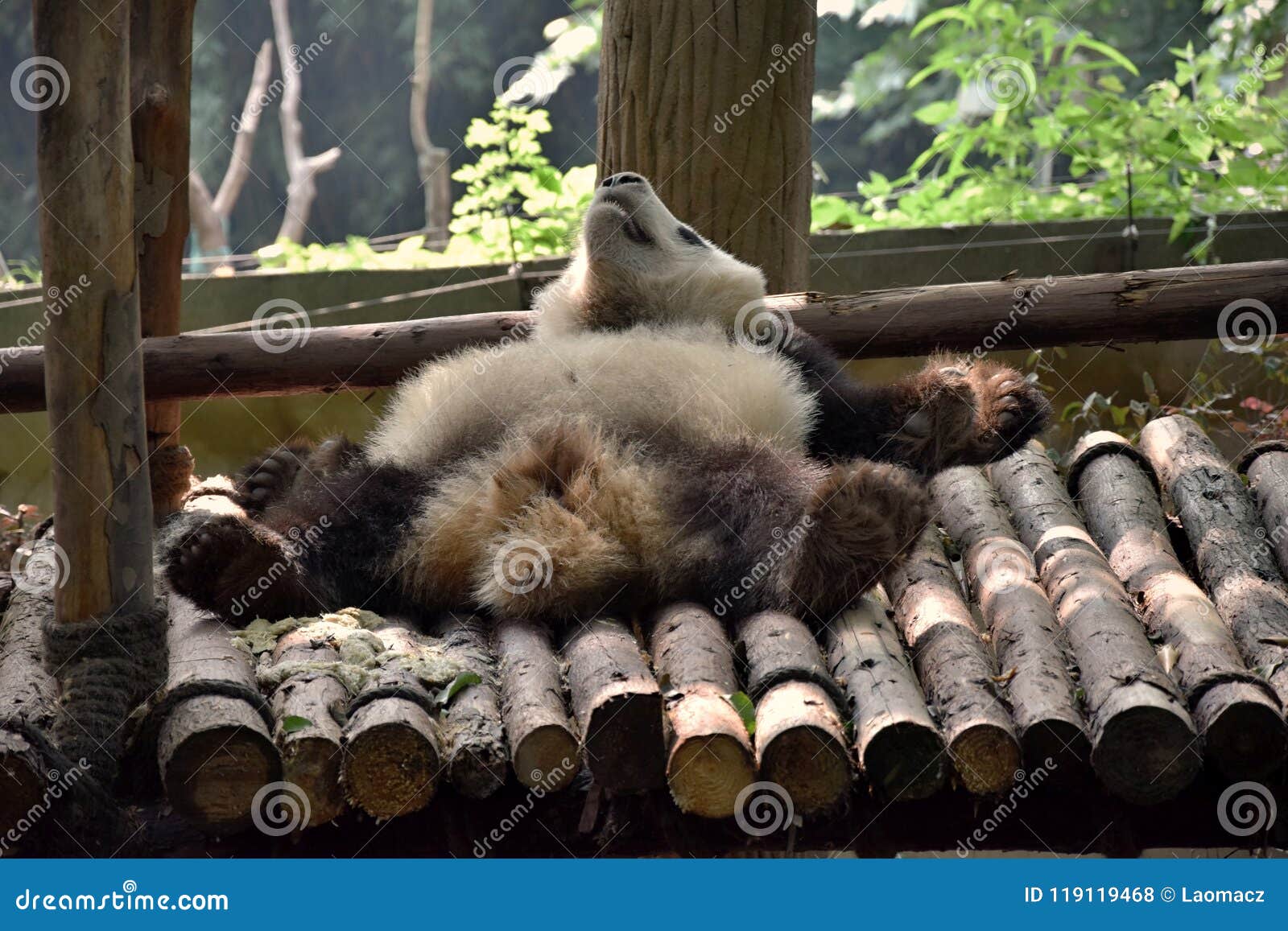 Giant Panda in the Nature Background. Stock Photo - Image of carnivore ...