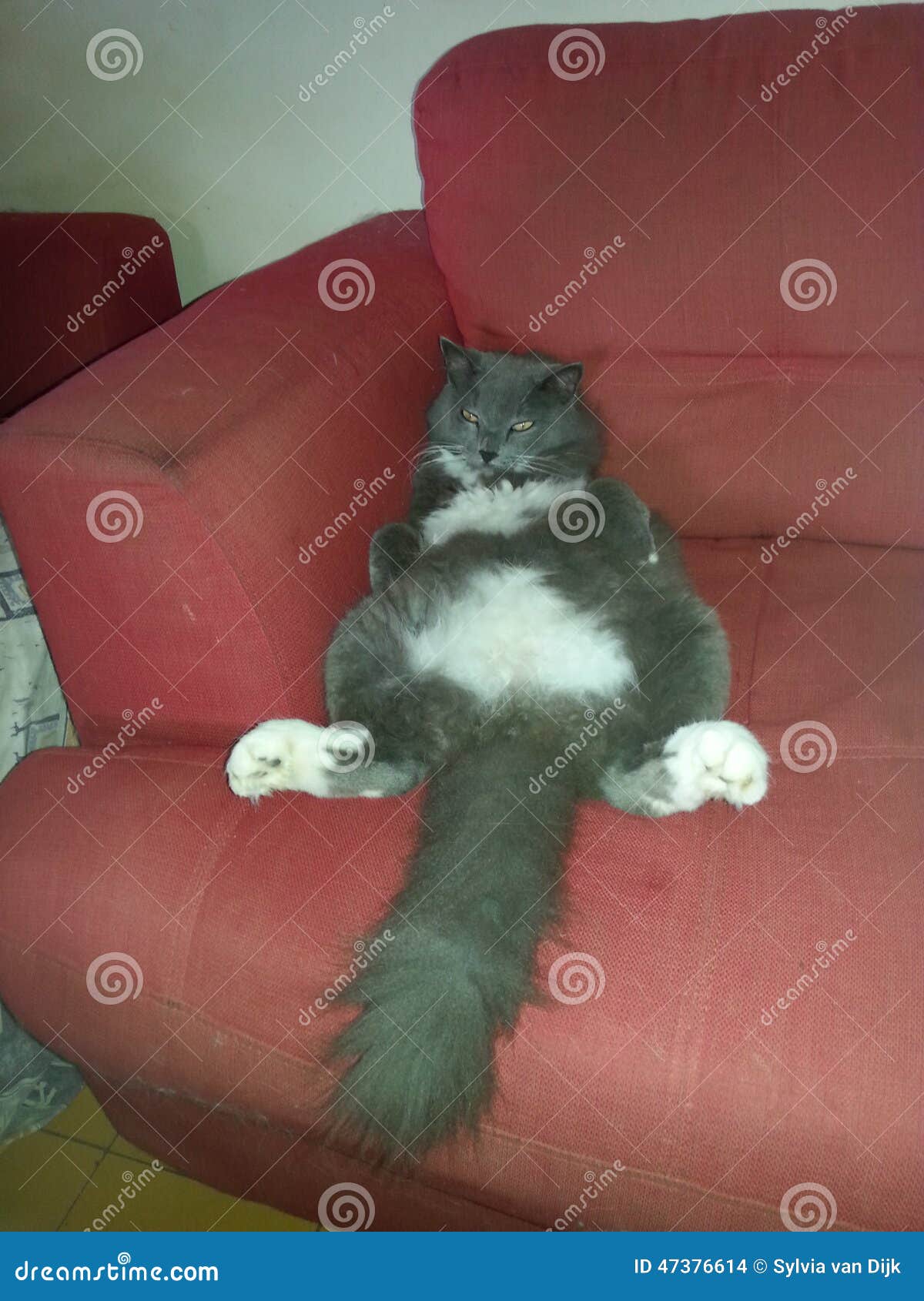 Lazy Ginger stock photo. Image of lazy, ginger, belly - 47376614