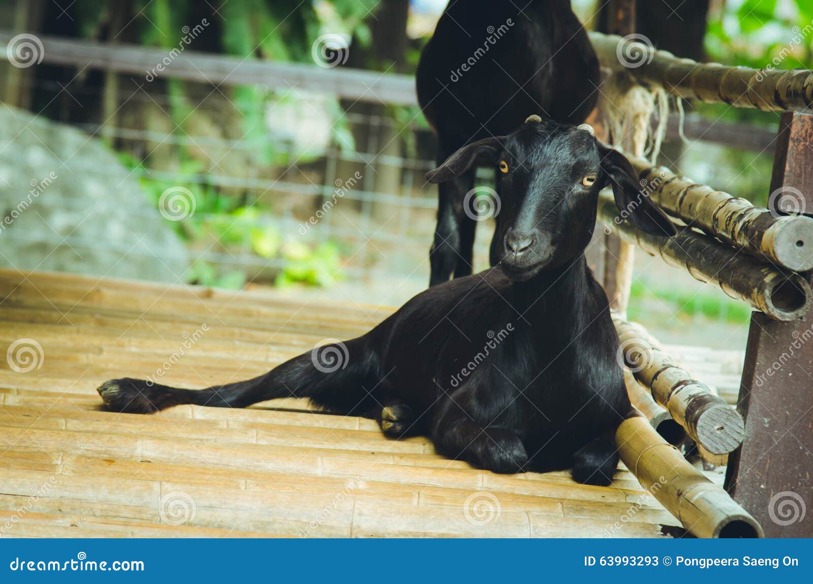 The lazy goat. stock image. Image of animal, country - 63993293