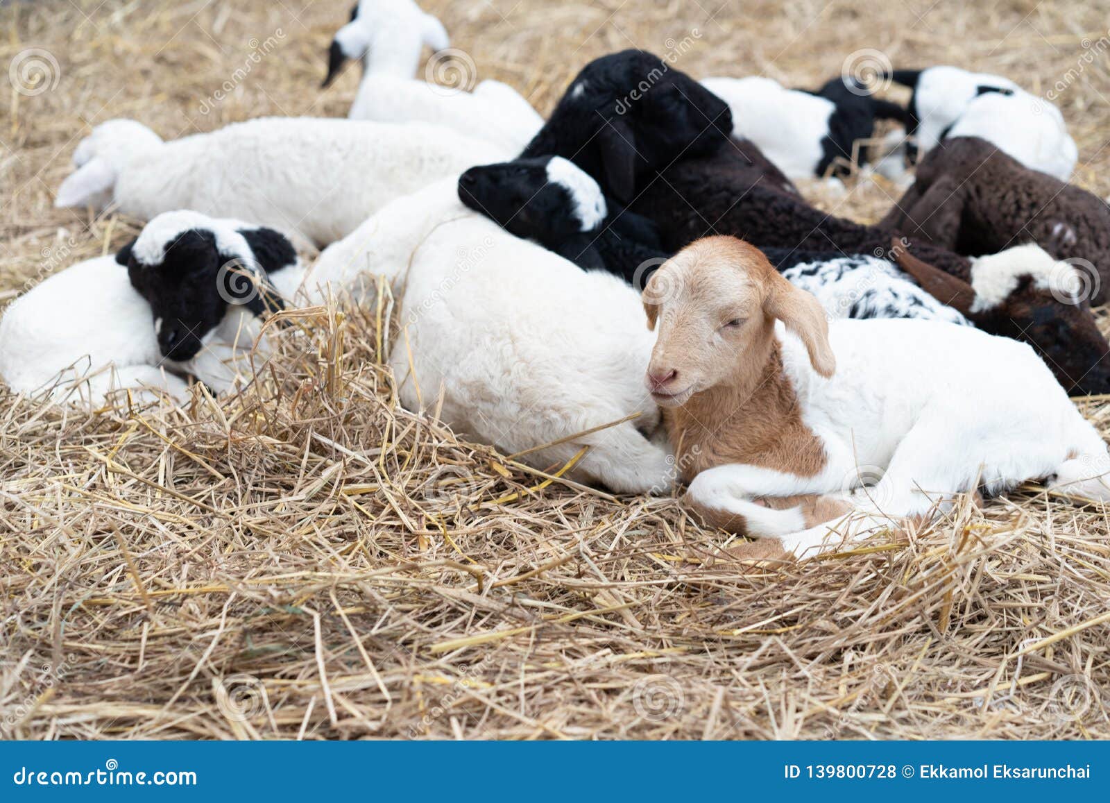 Lazy Goat is Sleepy in the Farm Stall Stock Photo - Image of mammal ...