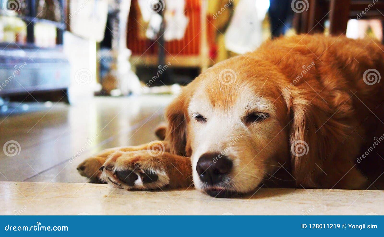 Golden Retriever Pet Dog Taking a Nap Stock Image - Image of blanket ...