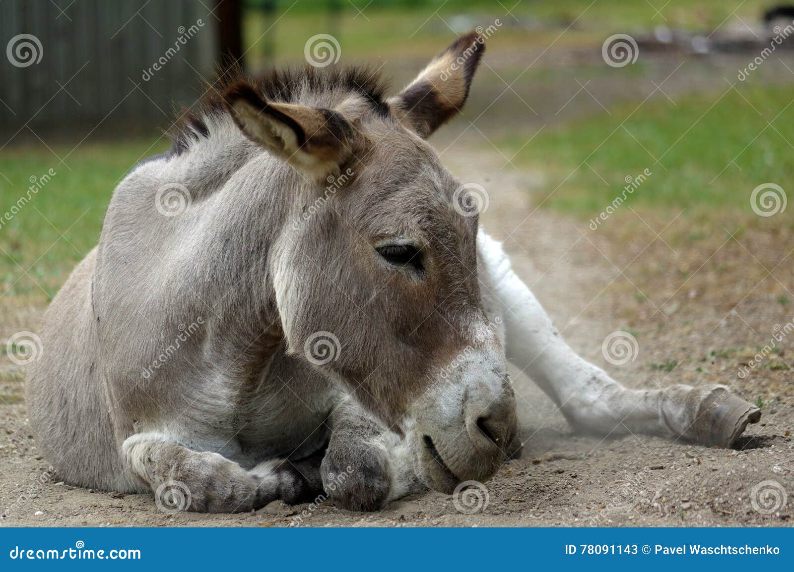 Lazy Grey Donkey Lying on the Ground Stock Image - Image of eating ...