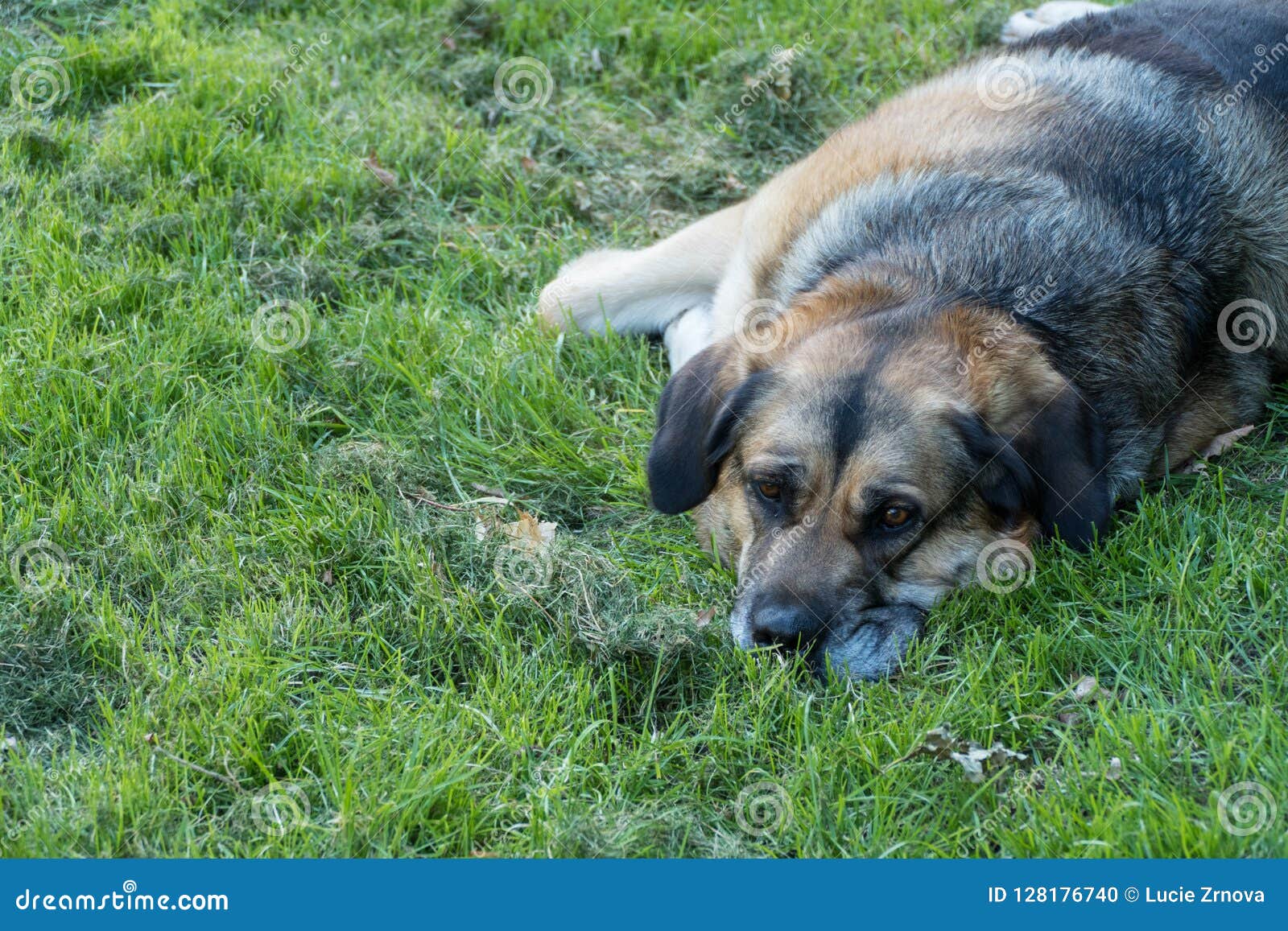 Lazy Guardian Dog in the Grass Stock Photo - Image of resting, watch ...