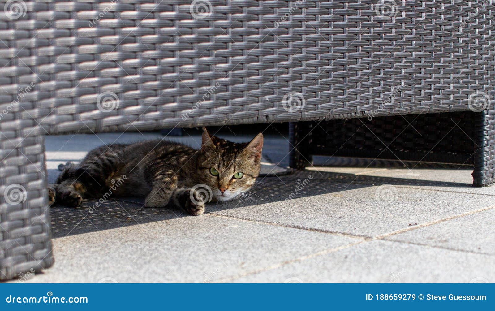 Lazy House Cat Under a Table Stock Image - Image of animal, lazy: 188659279