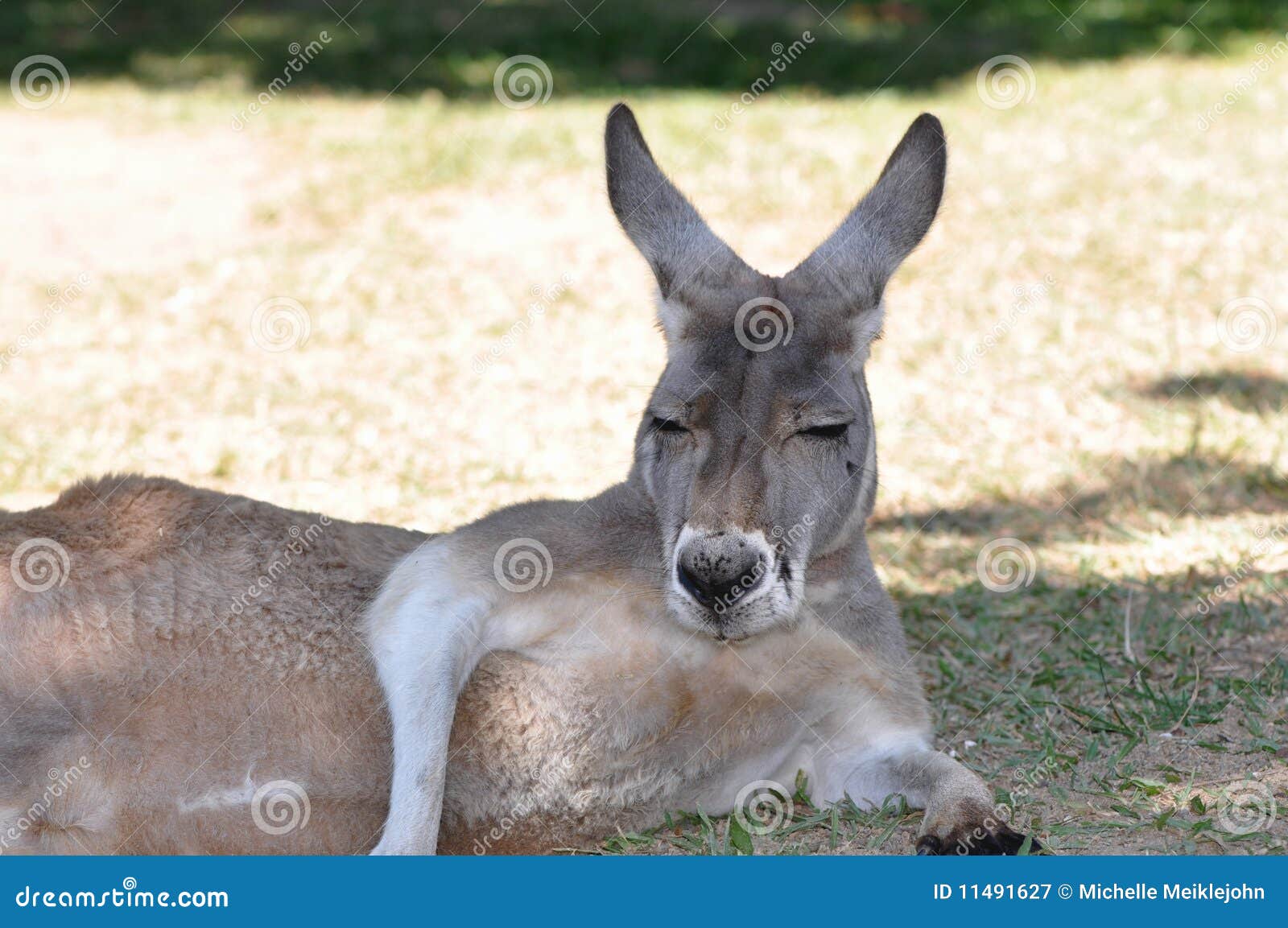 Lazy Kangaroo Royalty Free Stock Photography - Image: 11491627