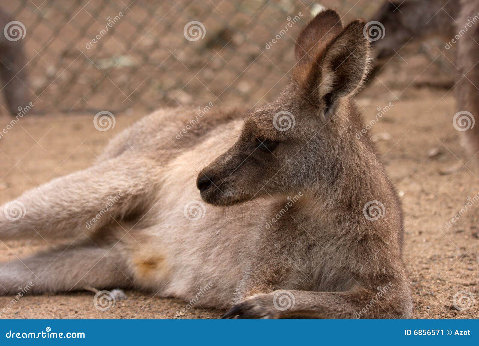 Lazy kangaroo stock image. Image of nature, animals, mammals - 6856571