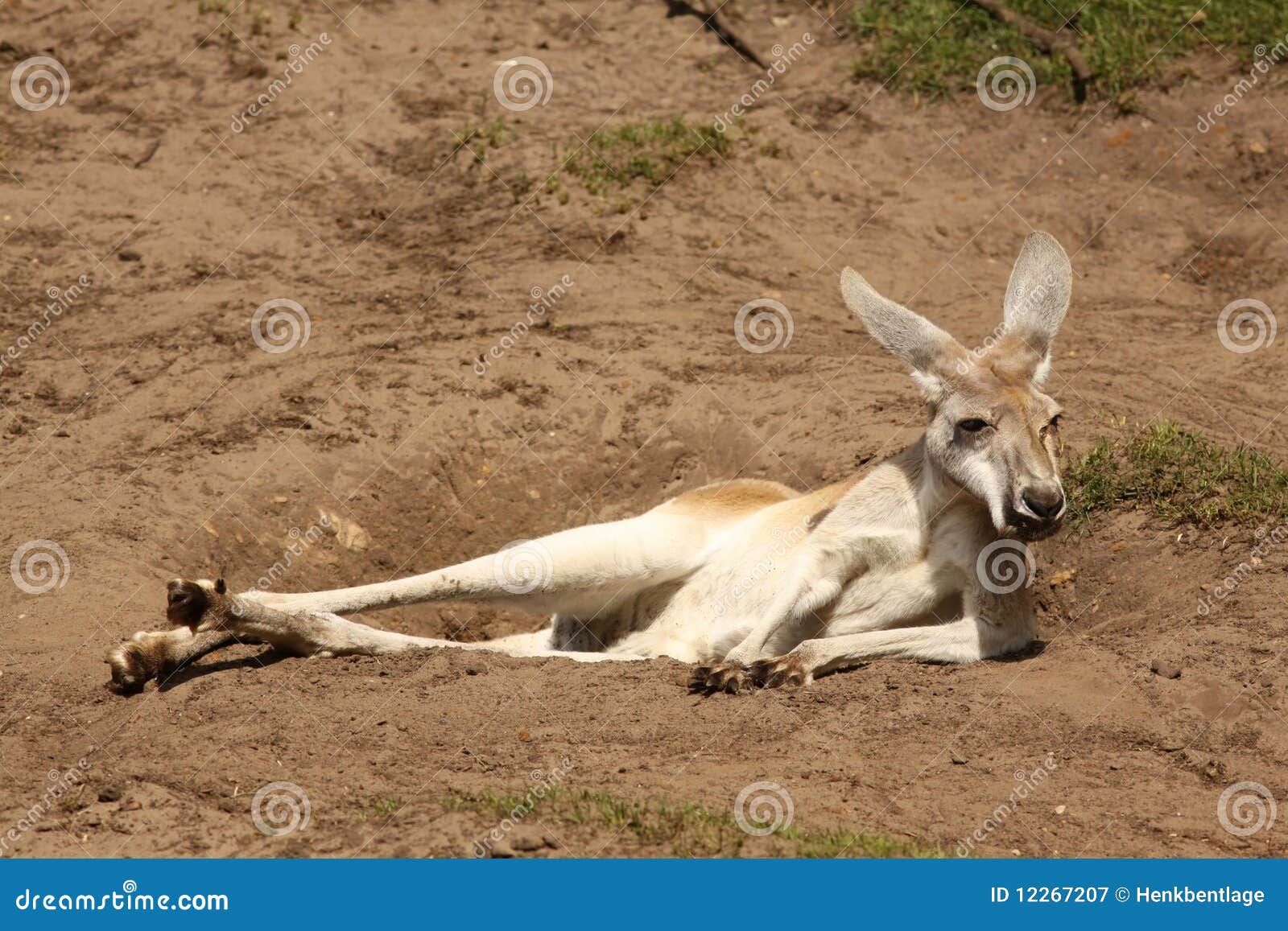 Lazy Kangaroo Chilling on the Ground Stock Image - Image of laying ...