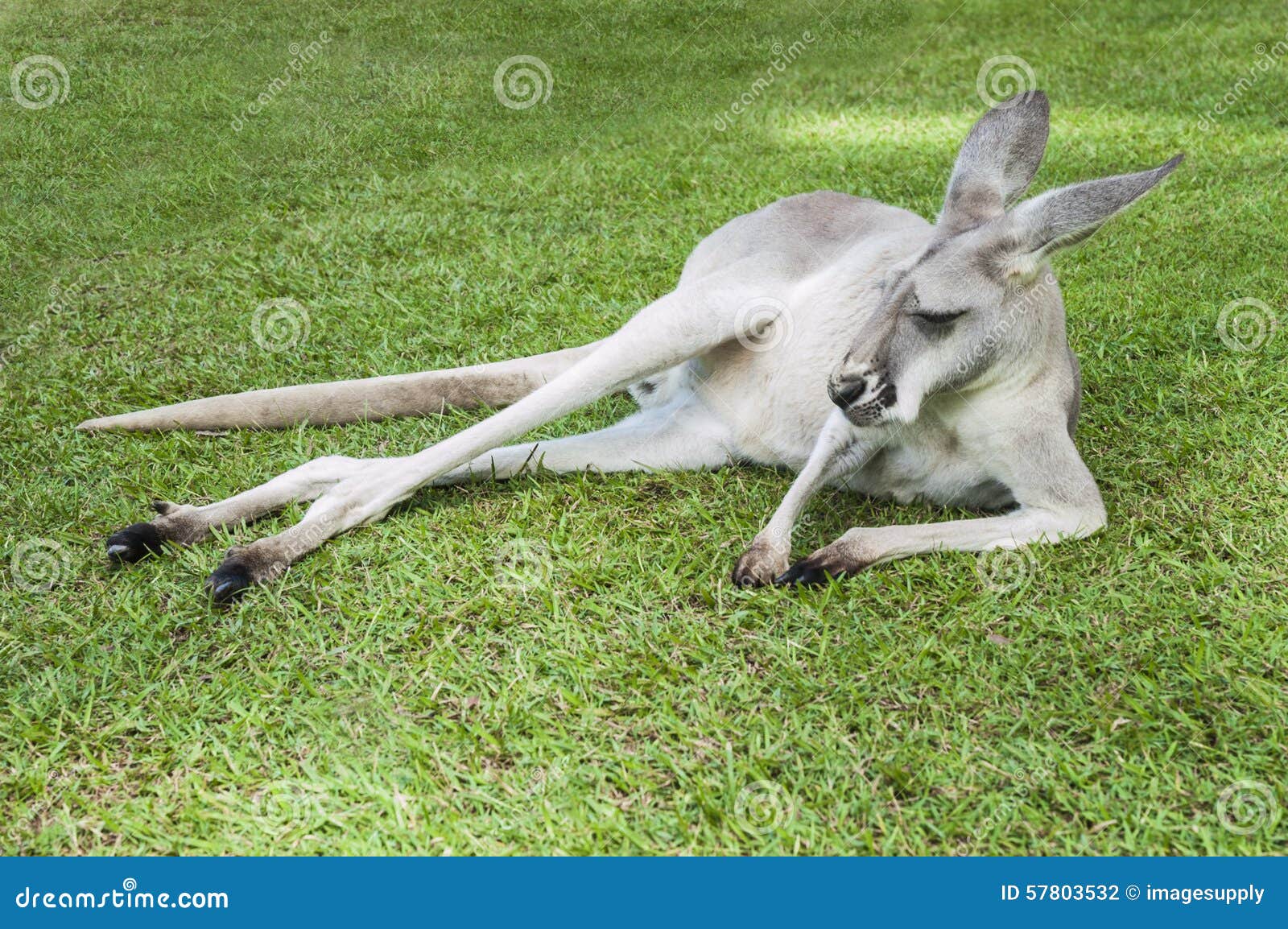 Kangaroo Chilling