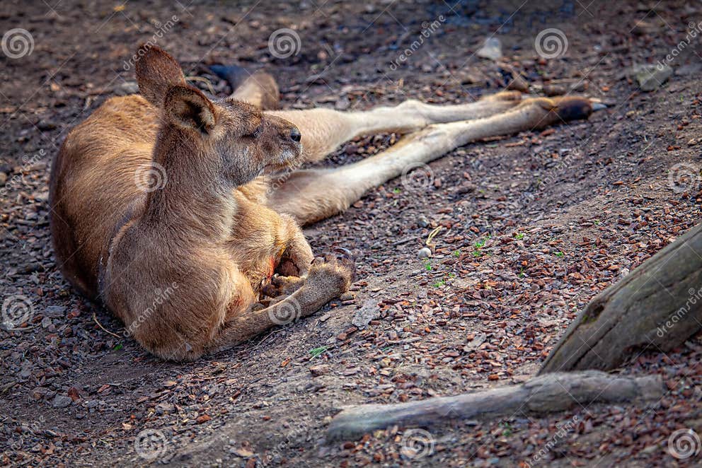 Lazy kangaroo stock photo. Image of fauna, mammal, nature - 178391216