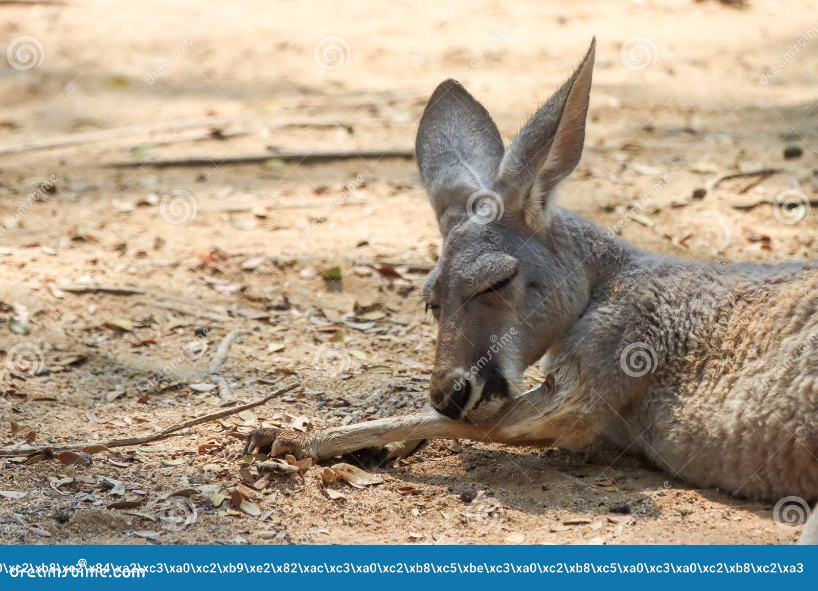 The Lazy Kangaroo is Sleeping in the Most Comfortable Position Stock ...