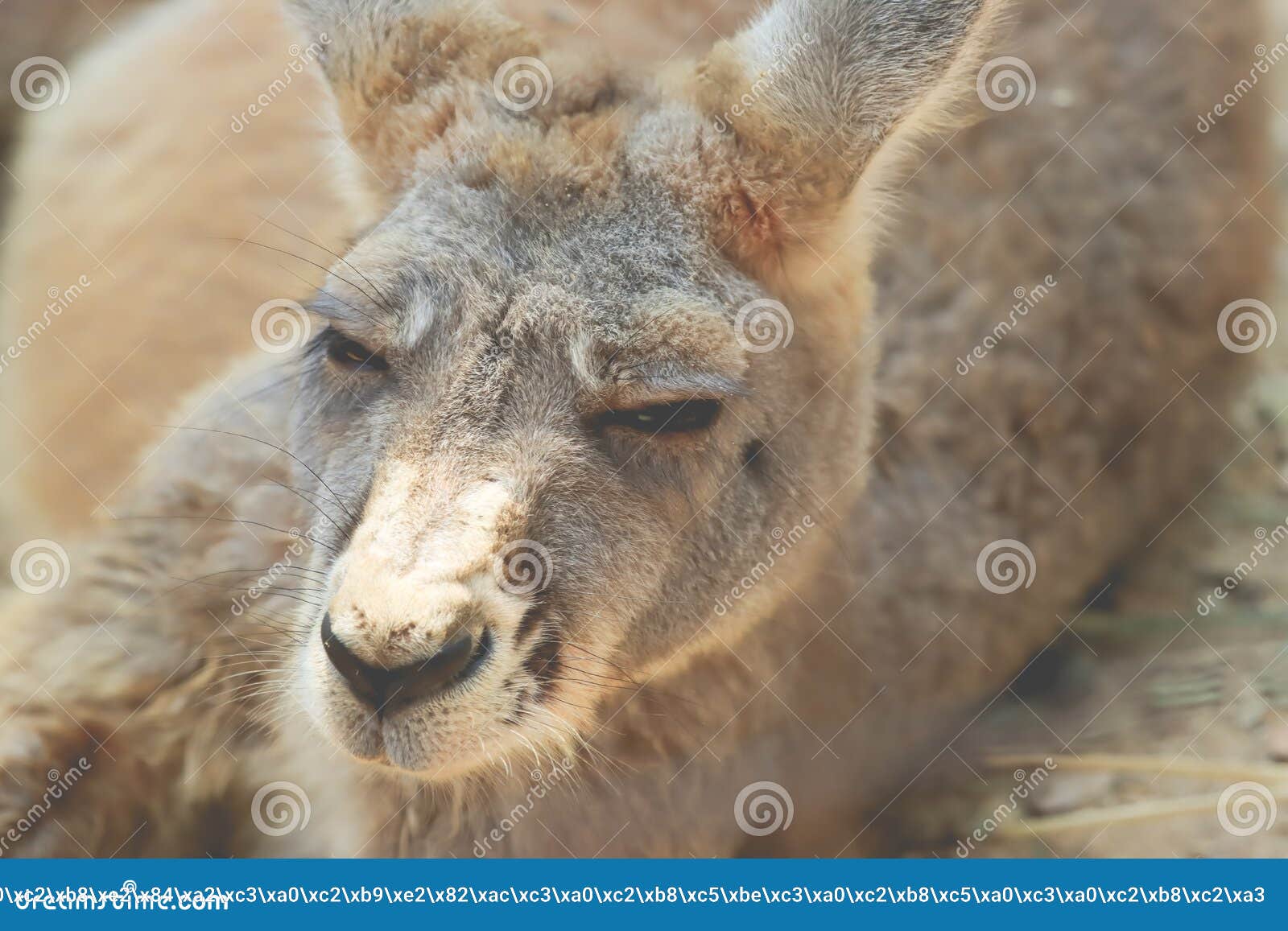 The Lazy Kangaroo is Sleeping in the Most Comfortable Position Stock ...