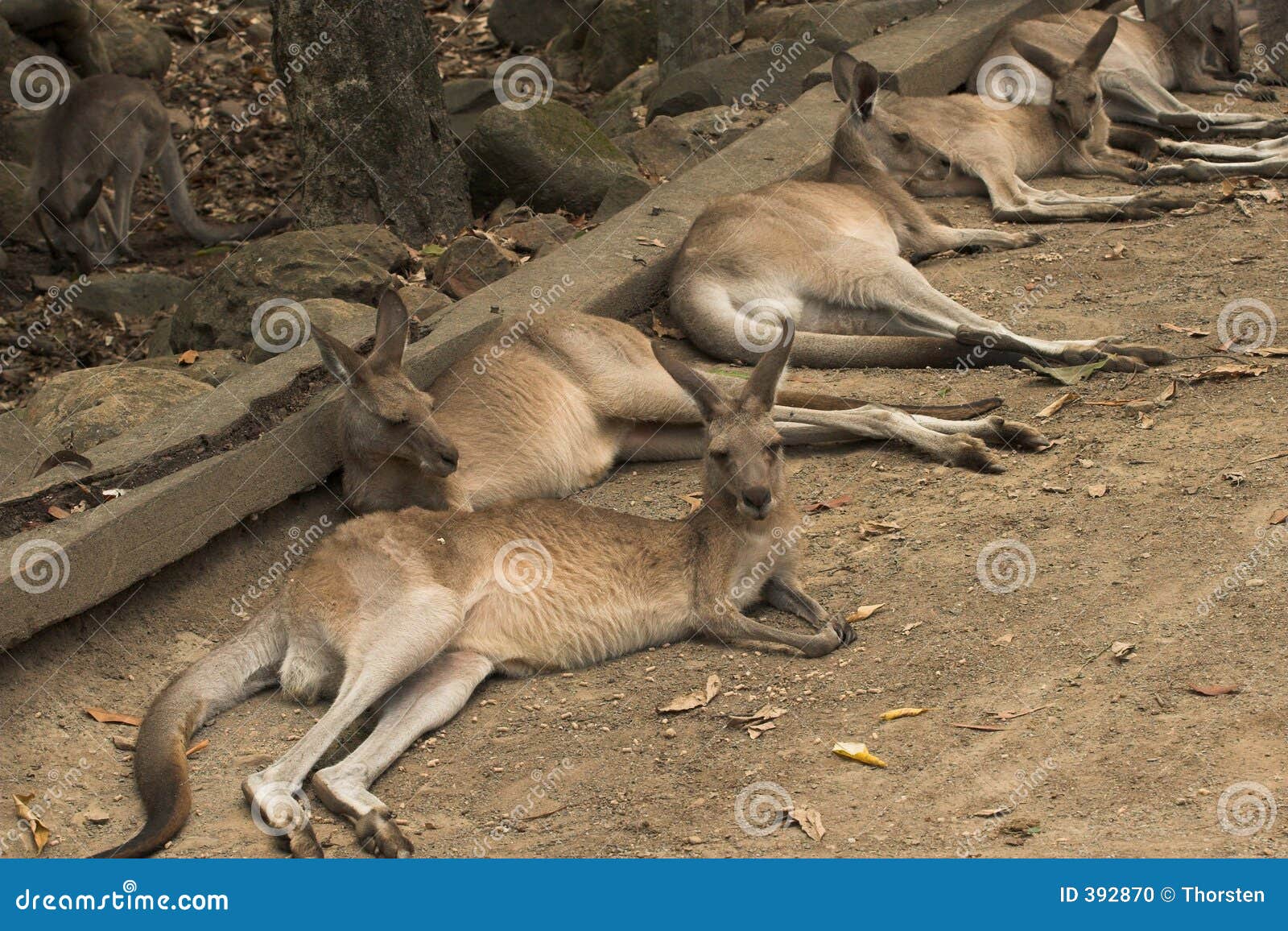Lazy Kangaroos Picture. Image: 392870