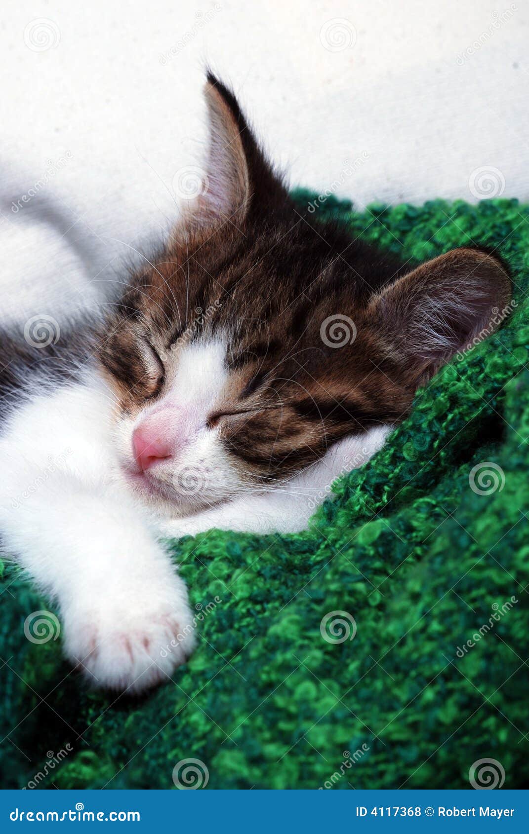 Lazy Kitten stock photo. Image of kitten, foul, sleeping - 4117368