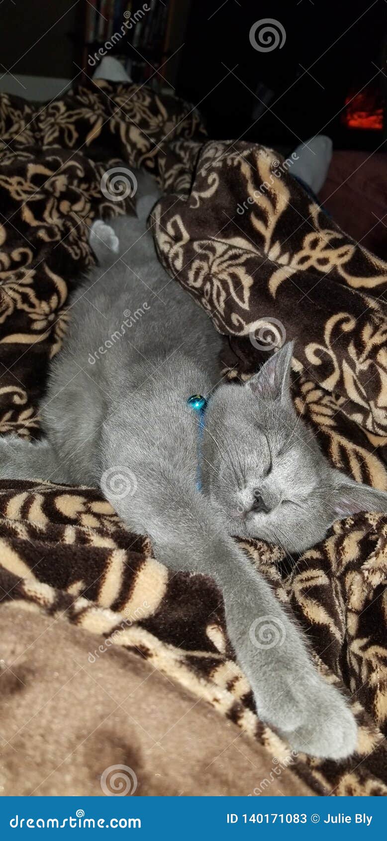 Lazy kitten stock image. Image of sleeping, kitten, lazy - 140171083