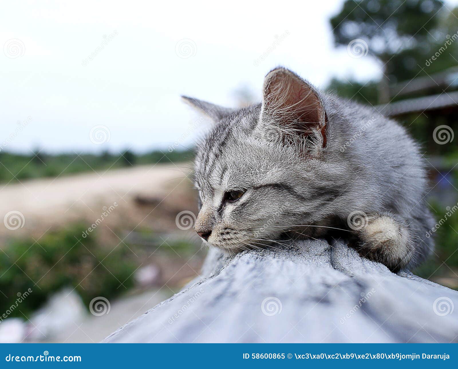 Lazy kitten stock image. Image of mammals, little, kitten - 58600865