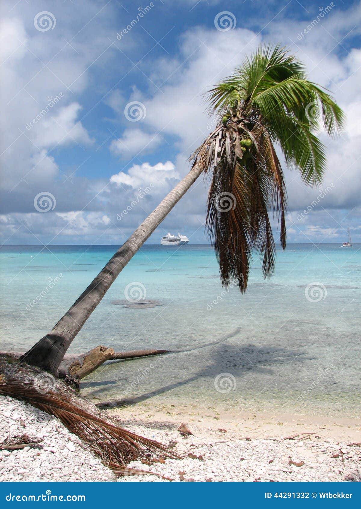 Lazy leaning palm tree stock photo. Image of ocean, rangiroa - 44291332