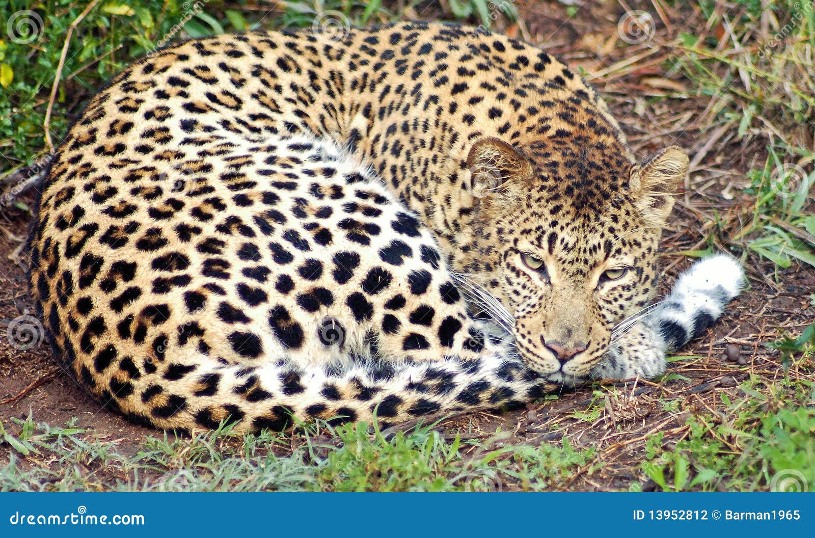 Lazy Leopard stock photo. Image of leopard, cape, elizabeth - 13952812