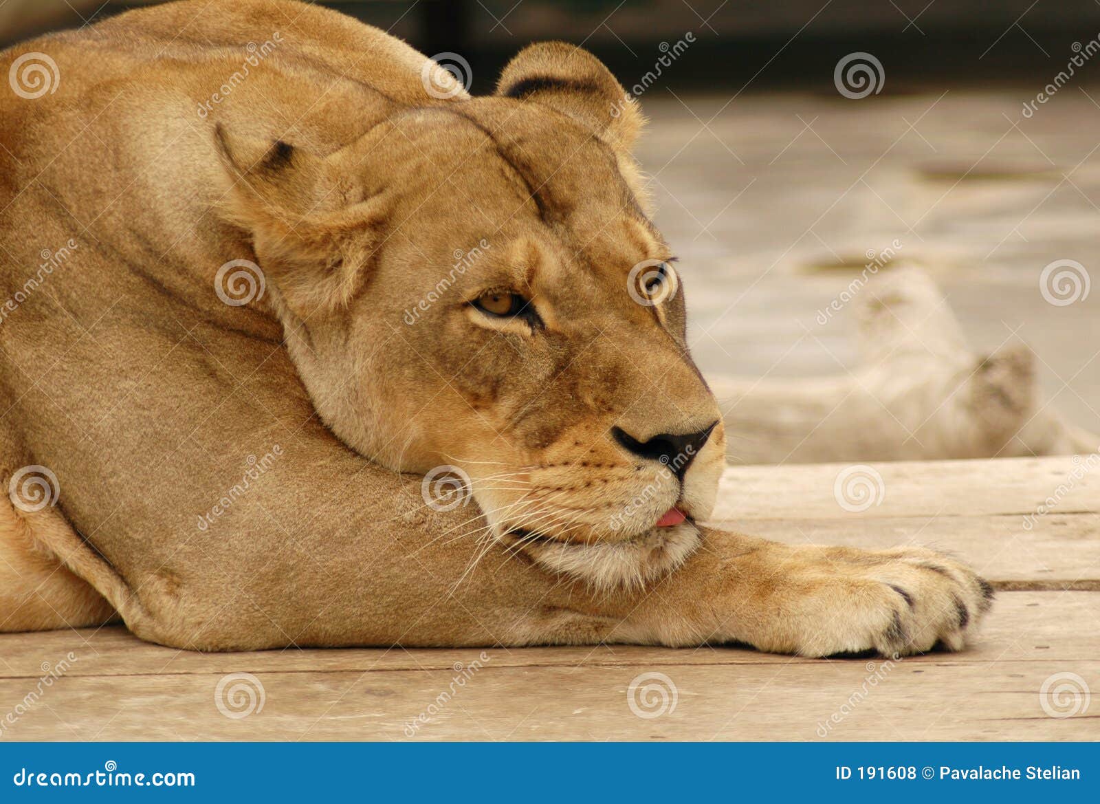 Lazy lion #1 stock photo. Image of champion, savage, female - 191608