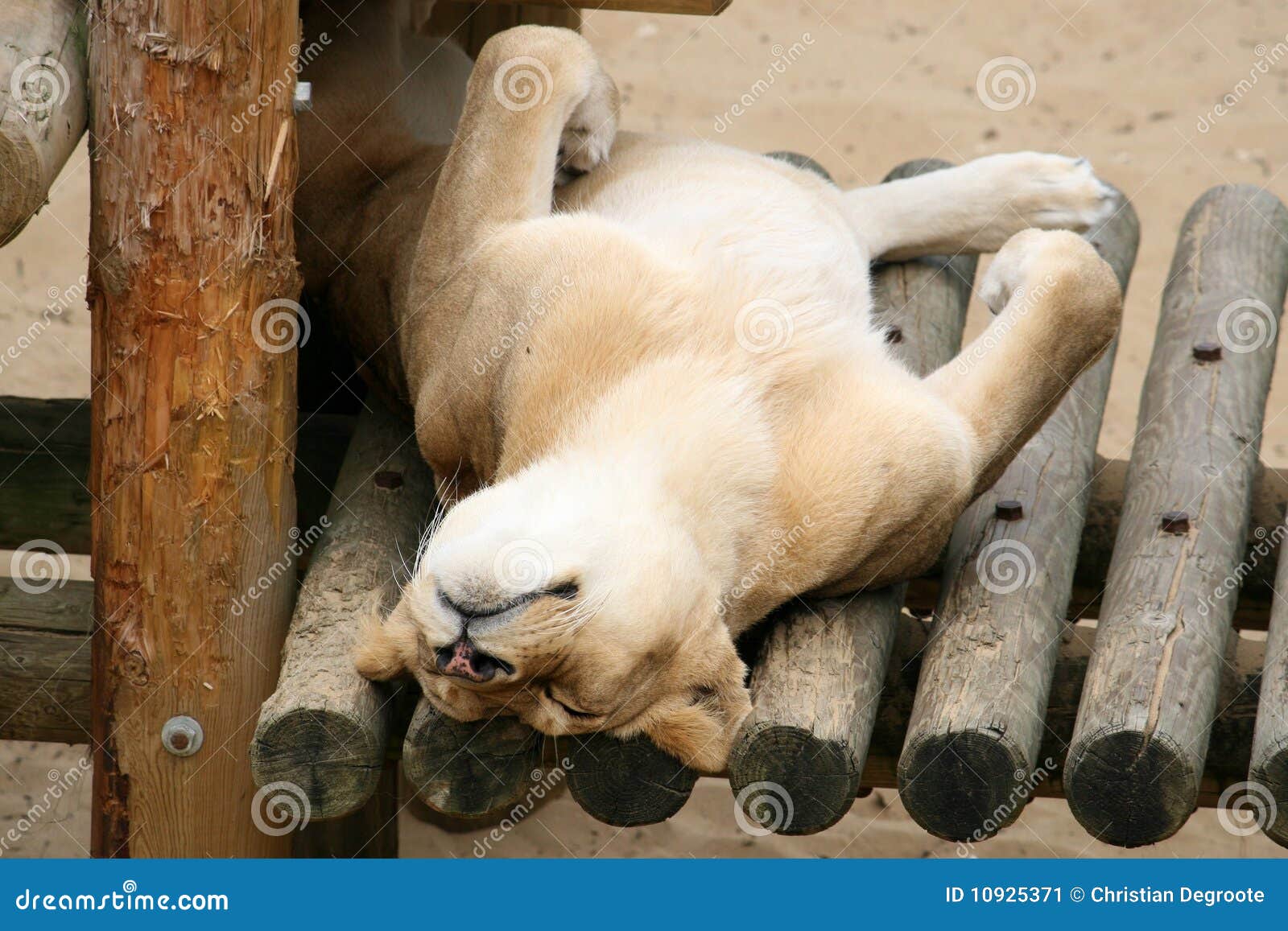 Lazy Lion stock image. Image of rest, lying, female, mammal - 10925371