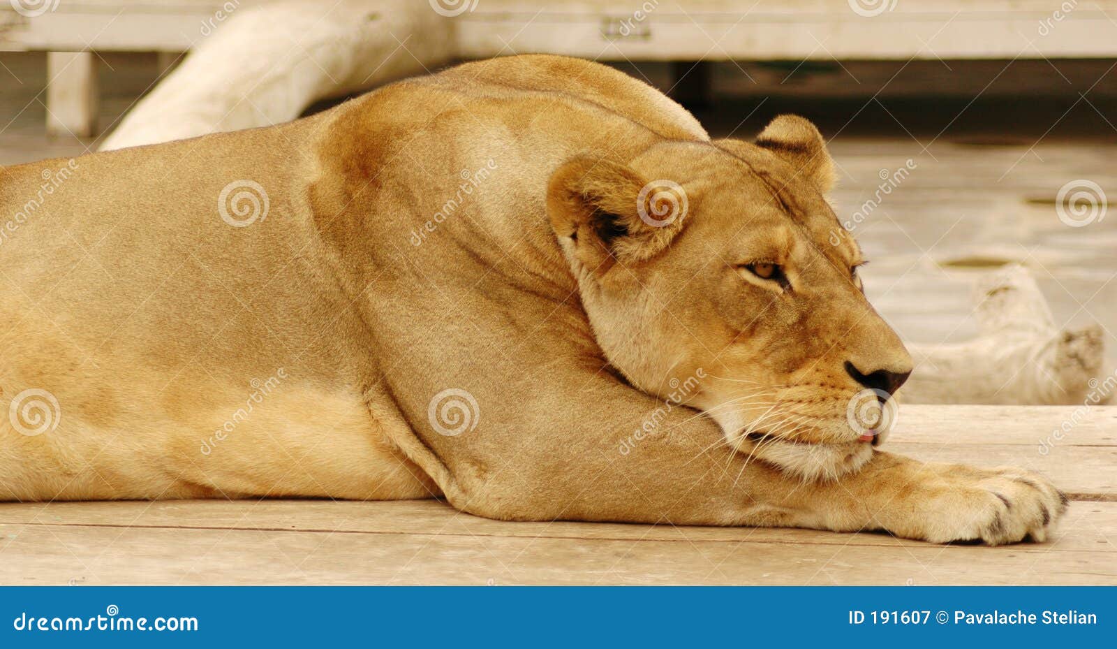 Lazy lion #2 stock image. Image of fearless, wildcats, champion - 191607