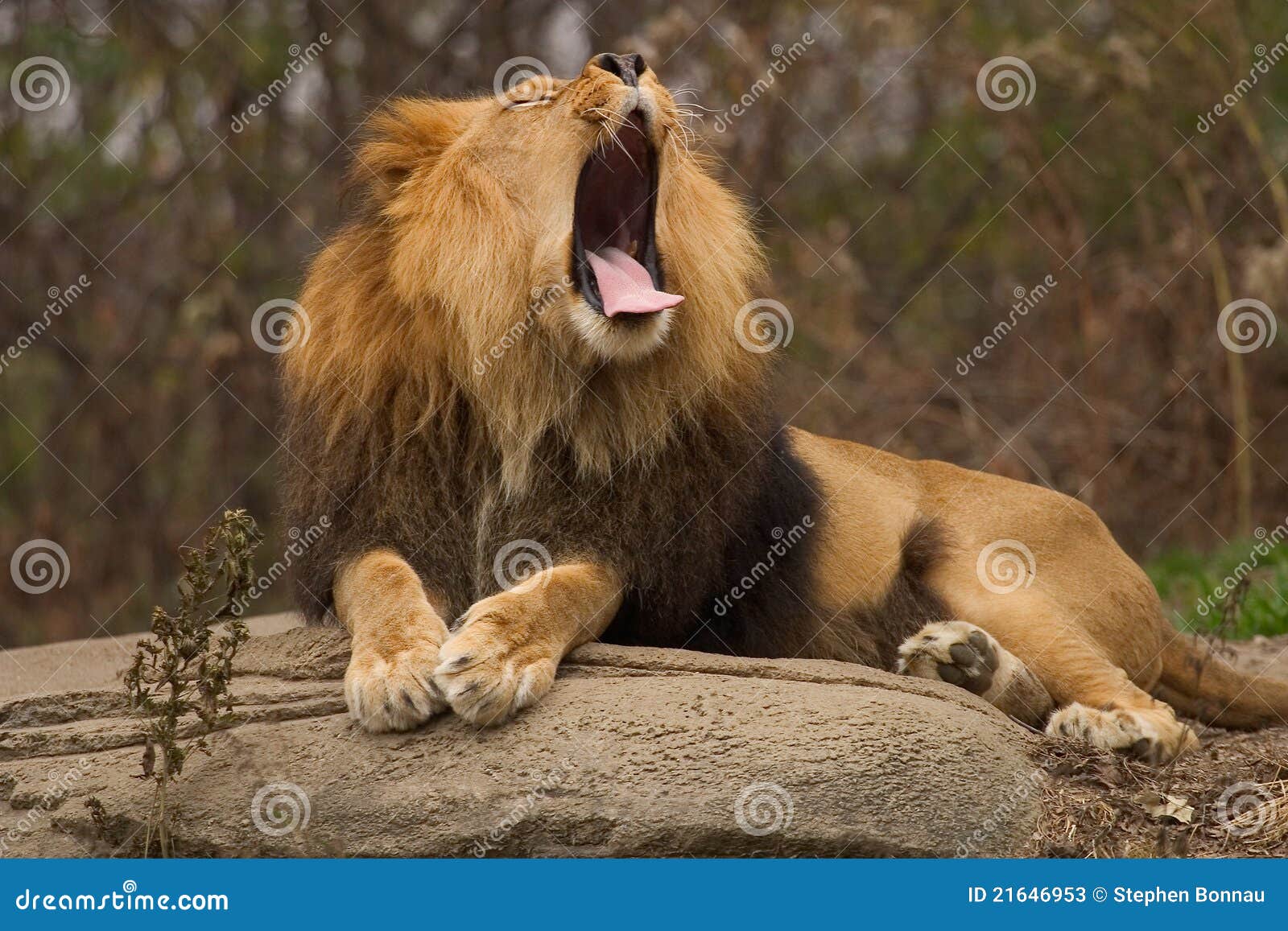 Lazy Lion stock image. Image of captive, king, carefree - 21646953