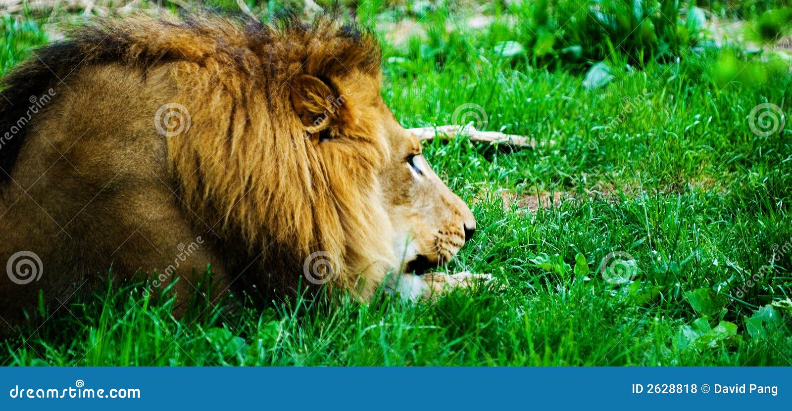 A Lazy Lion stock photo. Image of repose, majestic, lazy - 2628818