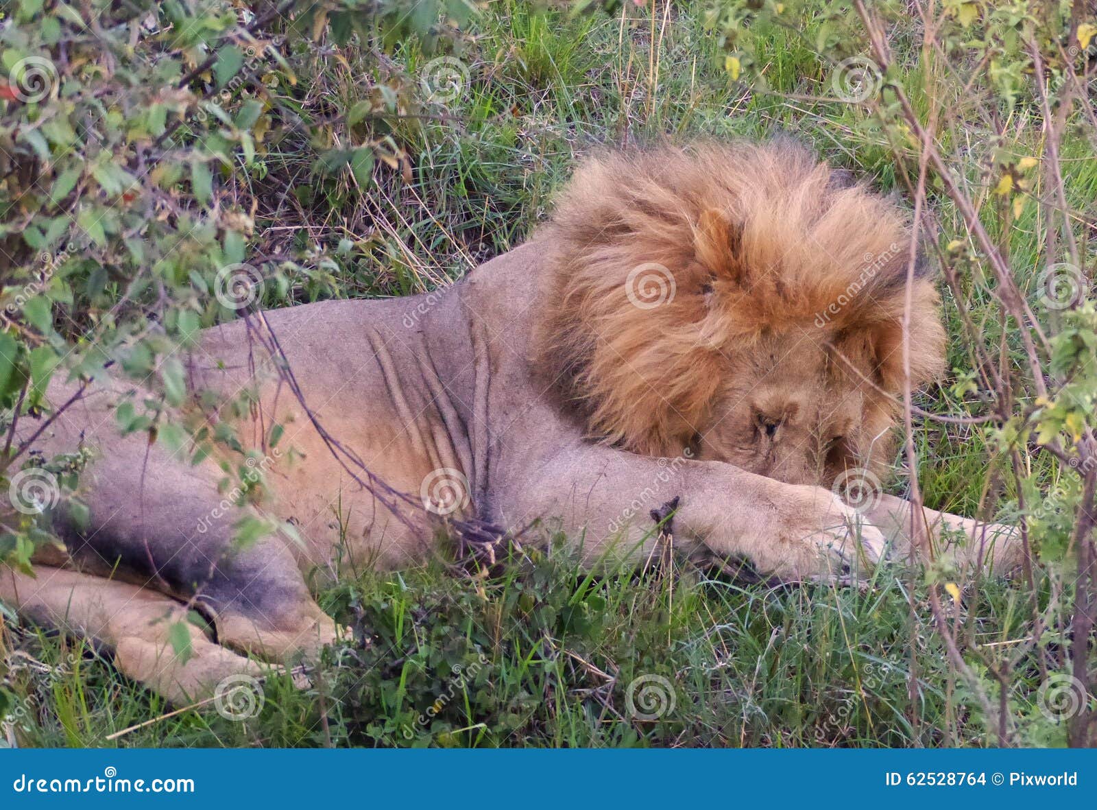 Lazy lion stock photo. Image of carnivore, soli, mane - 62528764