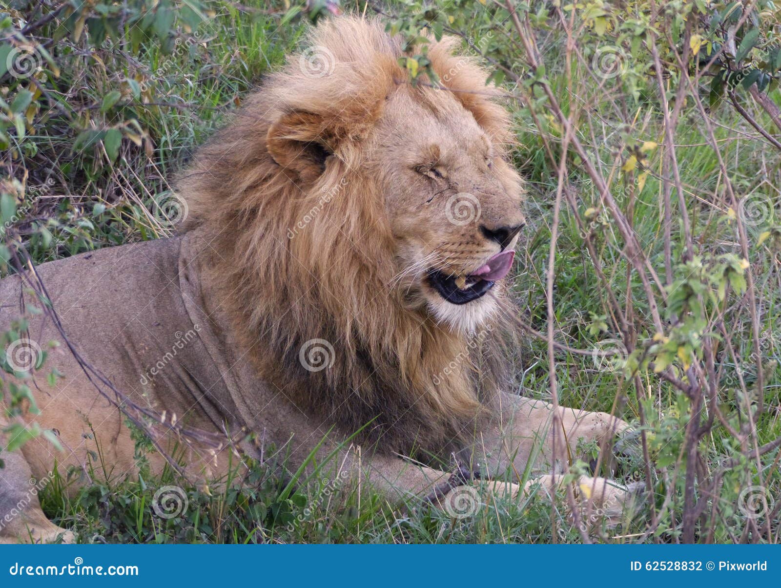 Lazy lion stock photo. Image of carnivore, hunter, lion - 62528832