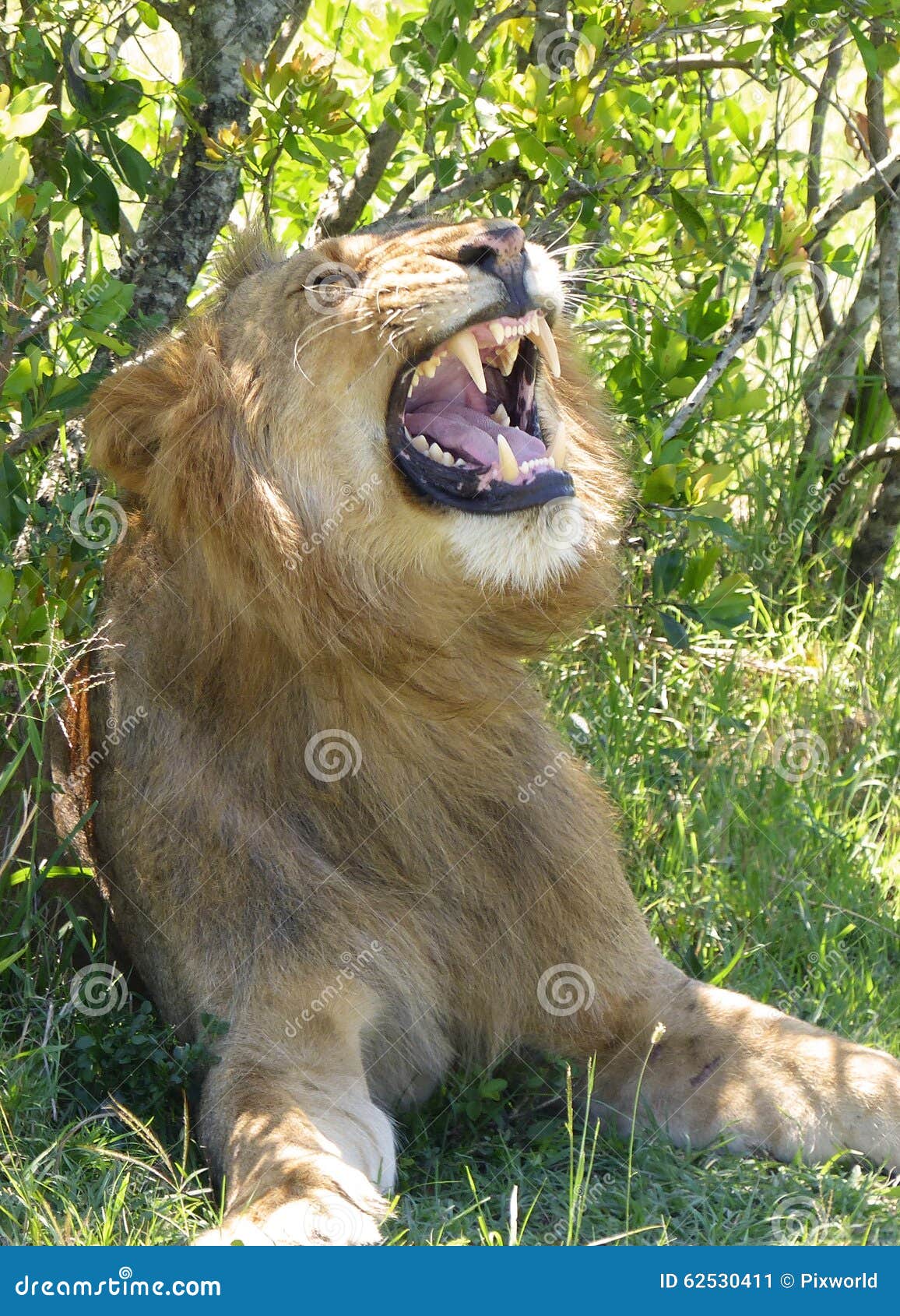Lazy lion stock image. Image of hunter, amboseli, safari - 62530411
