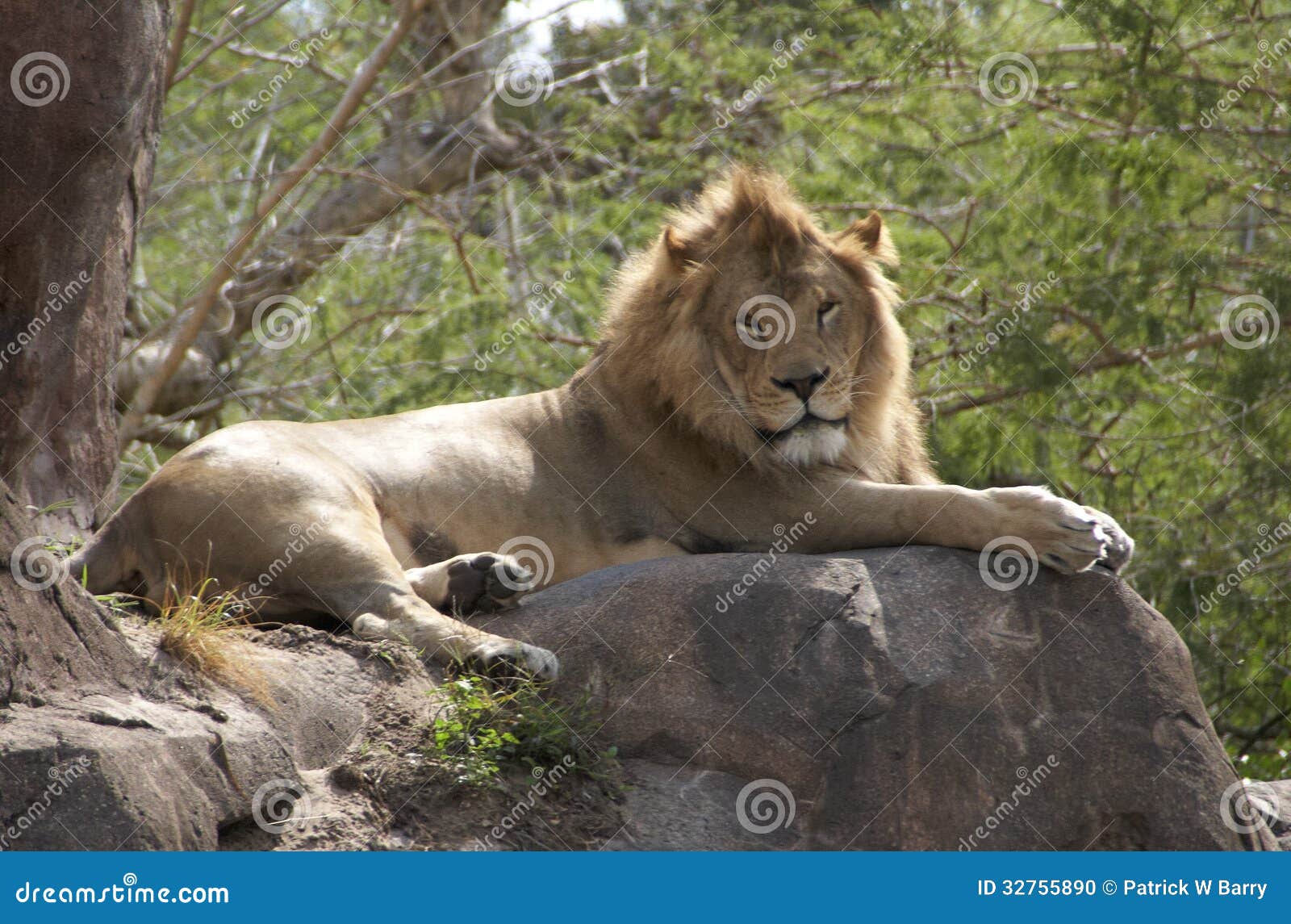 Lazy Lion stock photo. Image of lion, pride, animal, africa - 32755890