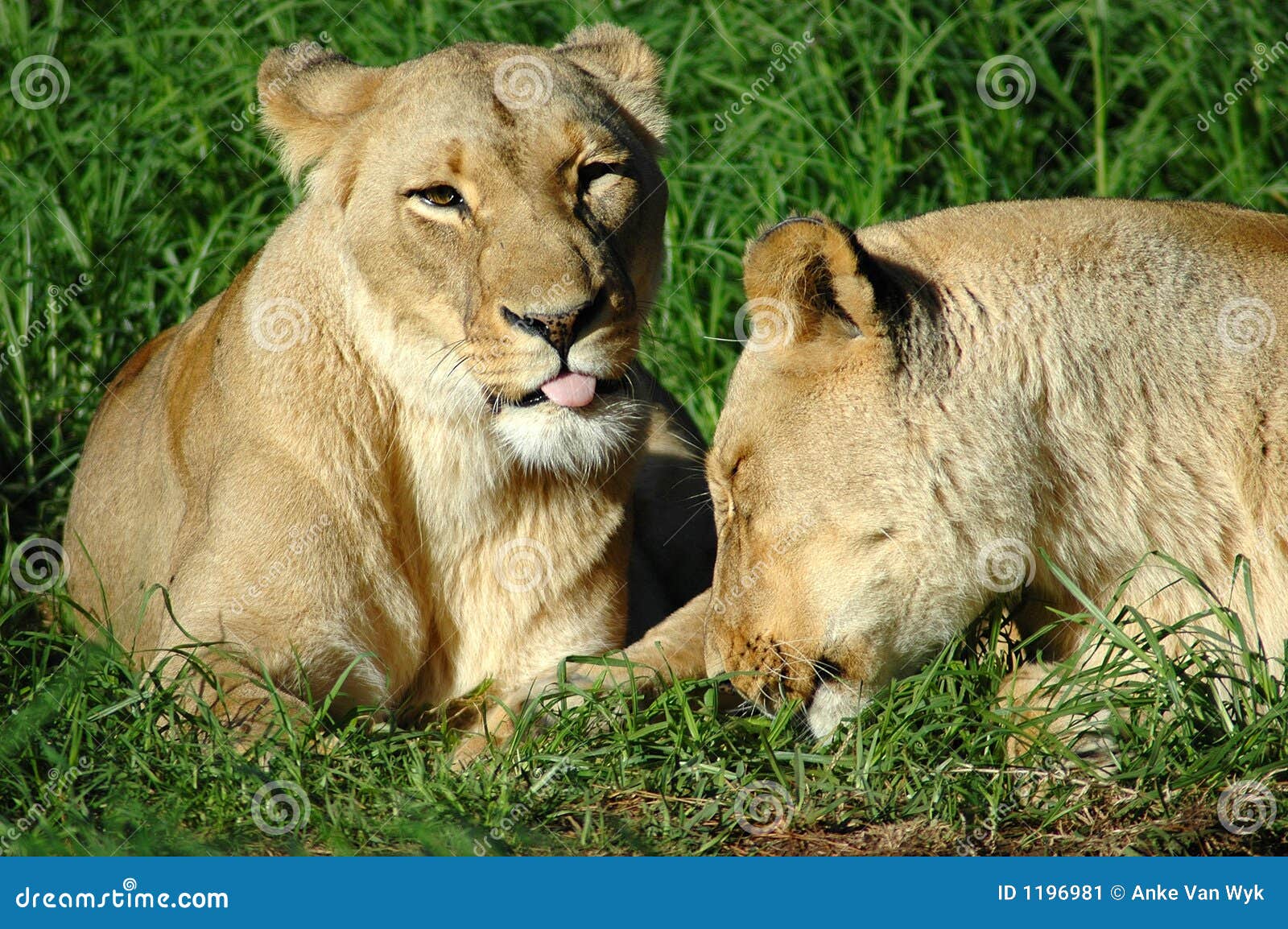 Lazy lions stock image. Image of mammal, feline, lazy - 1196981