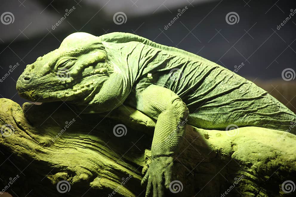 LAZY LIZARD stock image. Image of lizard, relaxing, docile - 38203349