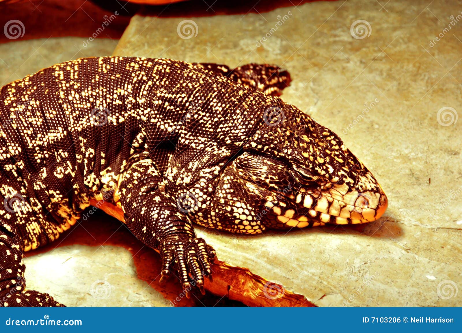 Lazy Lizard stock photo. Image of sleep, reptile, harrison - 7103206