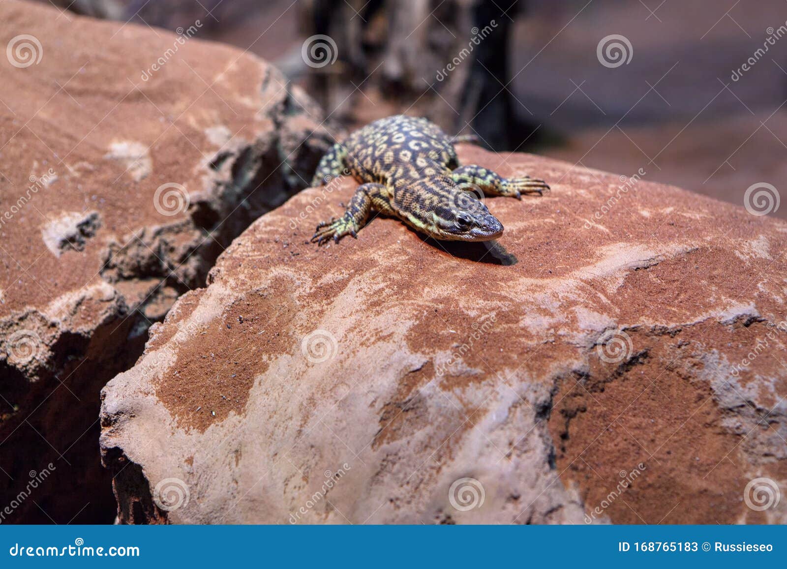 Lazy lizard stock image. Image of closeup, lizard, amphibian - 168765183