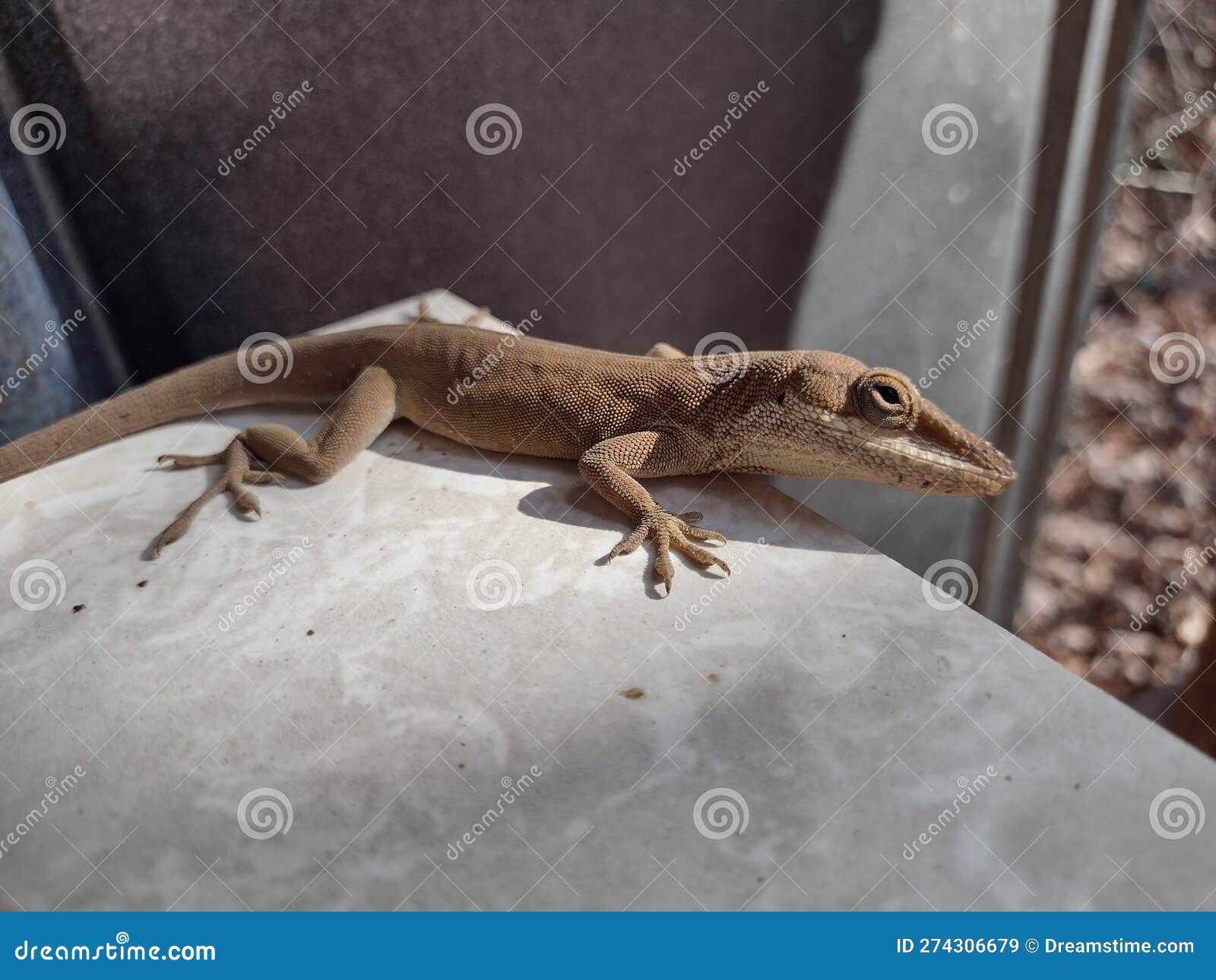 Lazy Lizard Looks stock image. Image of nature, garden - 274306679