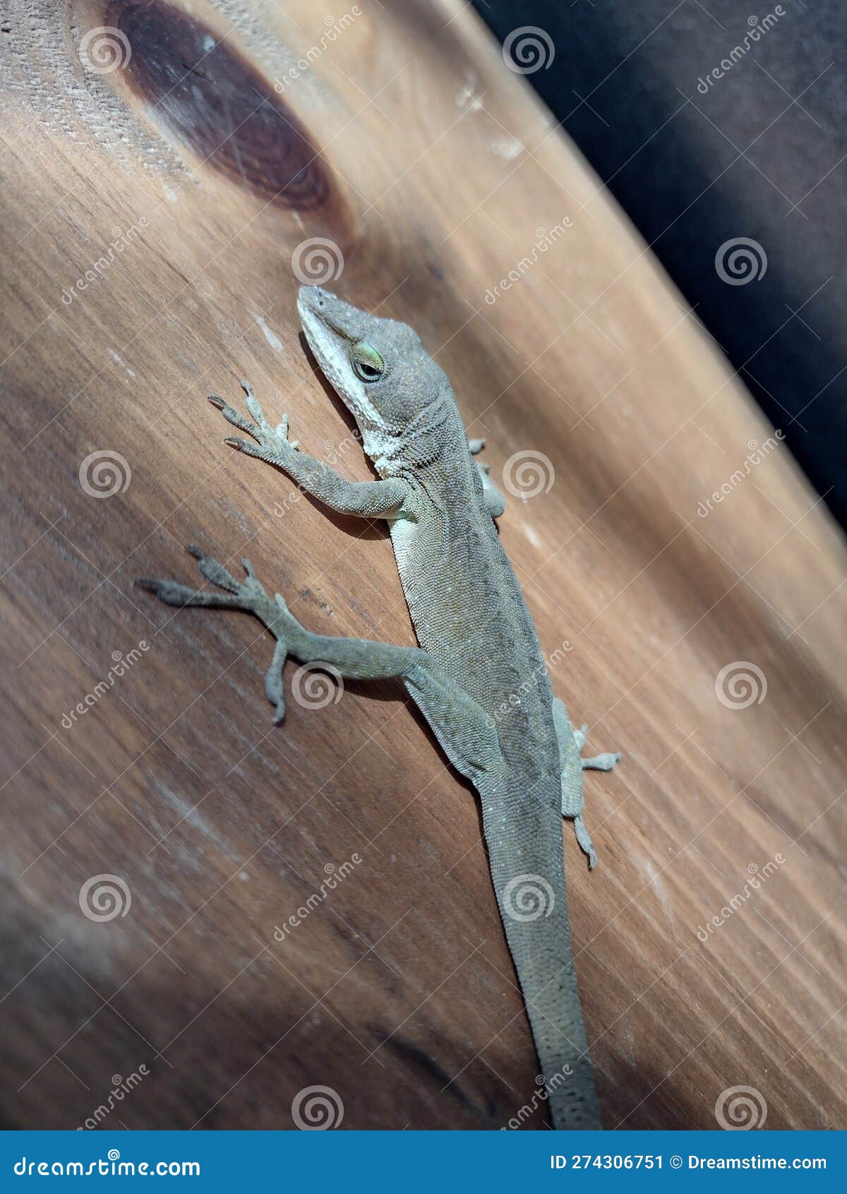 Lazy Lizard Looks stock image. Image of outdoors, lizard - 274306751