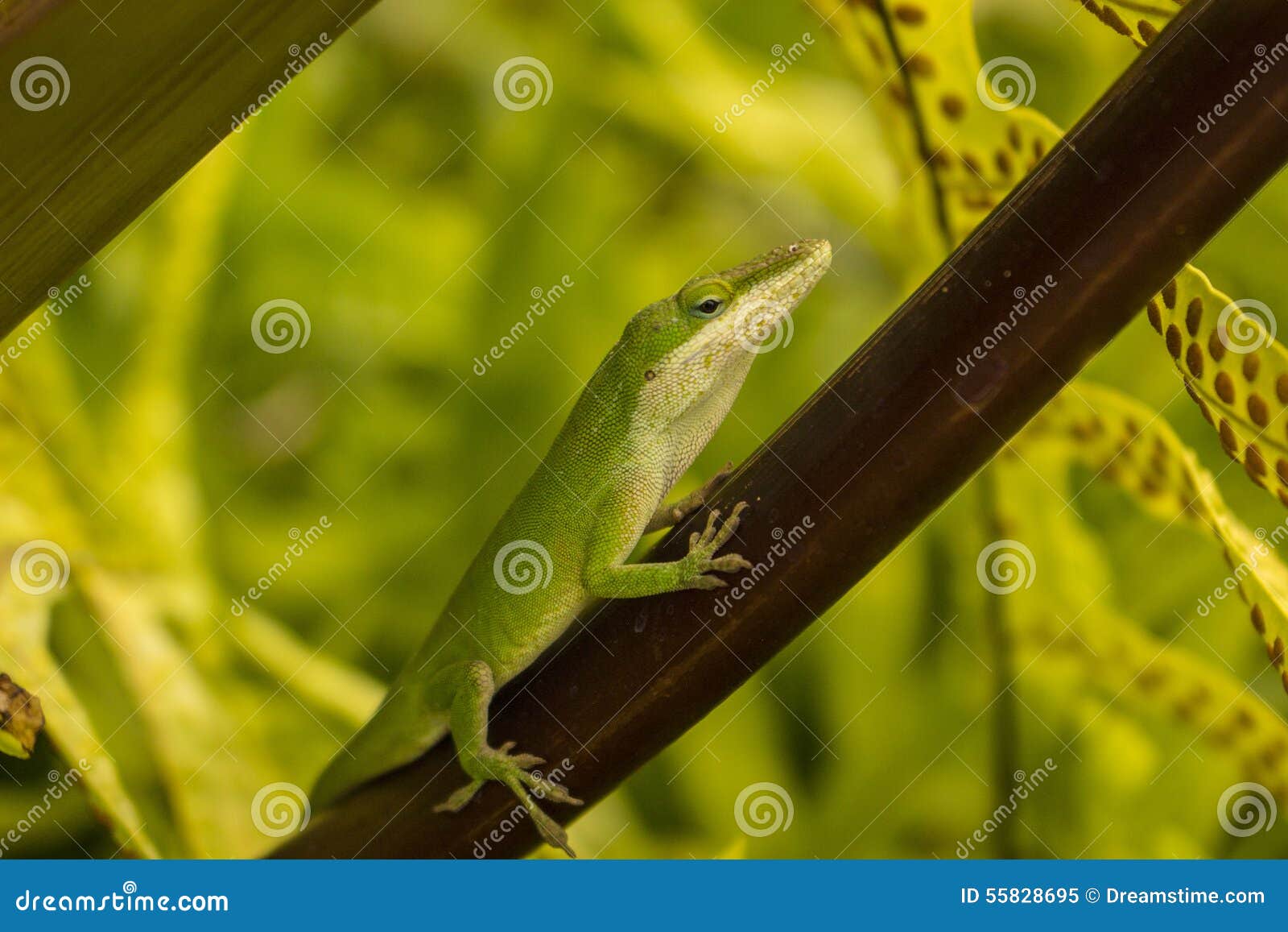 Lazy Lizard stock image. Image of fountain, kauai, dark - 55828695