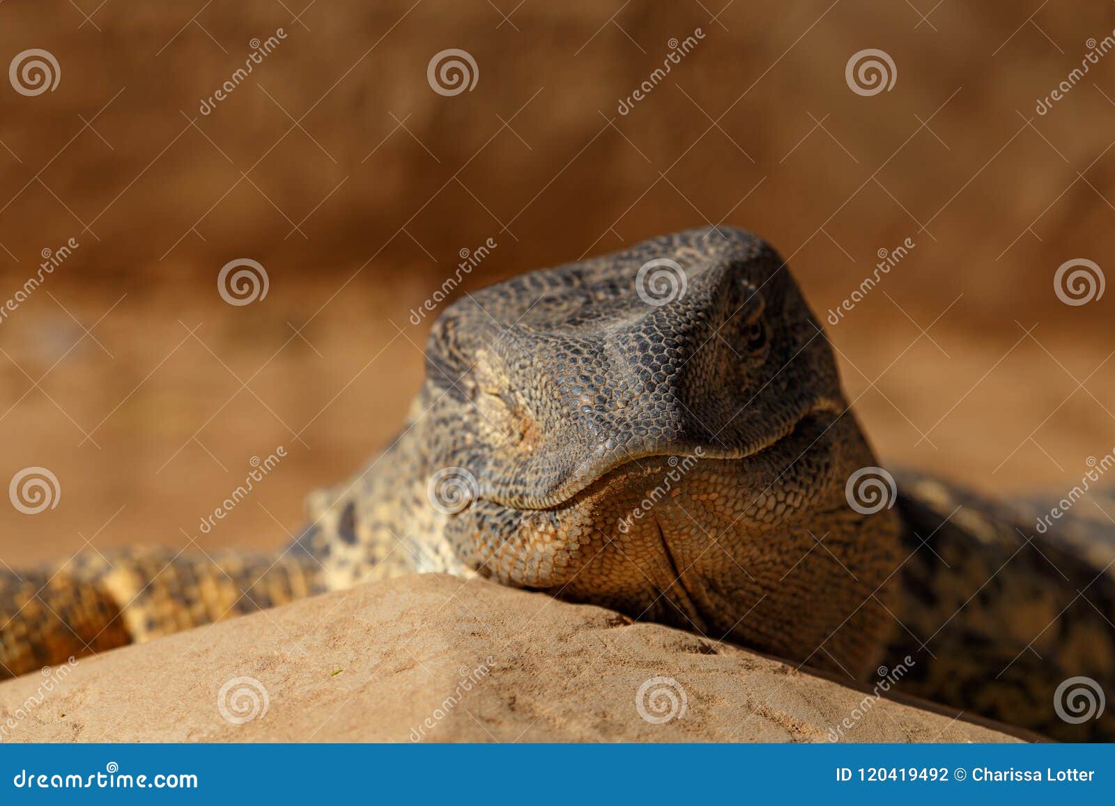 Lazy Lizard Lying on a Rock Stock Photo - Image of wildlife, looking ...